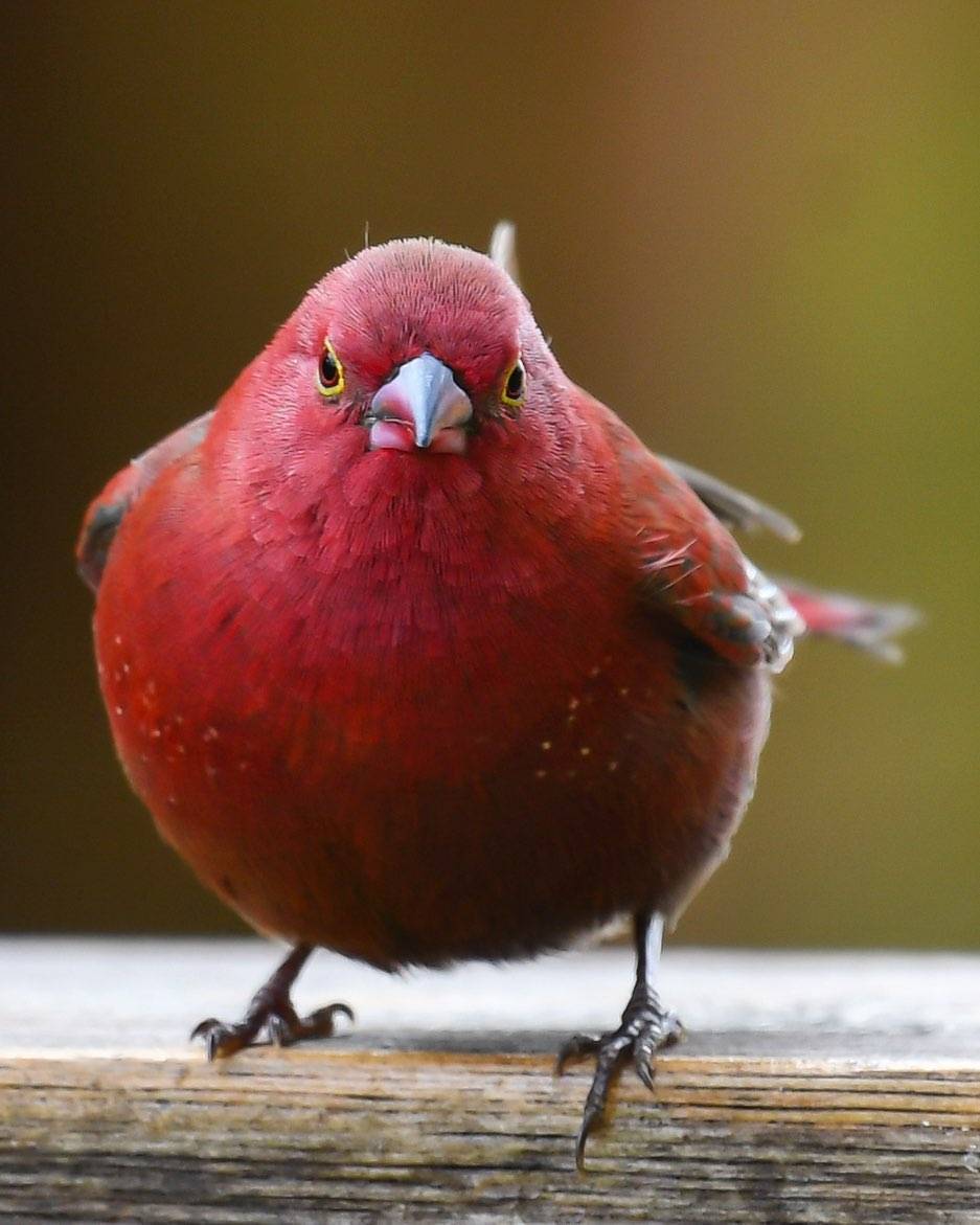 Fire borb | Scrolller