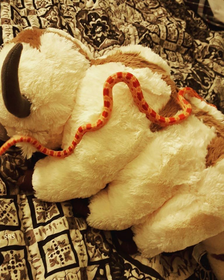 Fire Lord Zuko taking a ride on Appa the sky bison | Scrolller