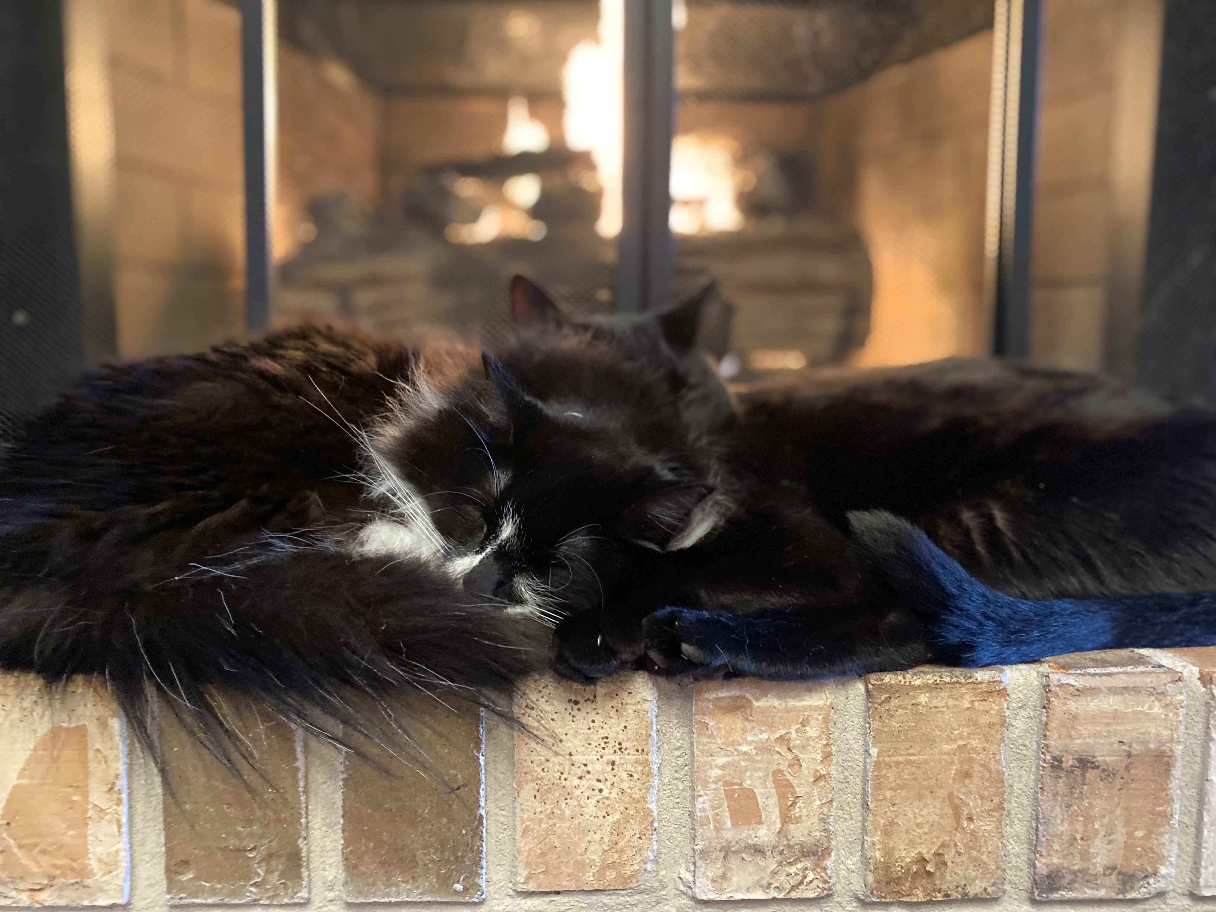 Fireside kitty cuddles | Scrolller