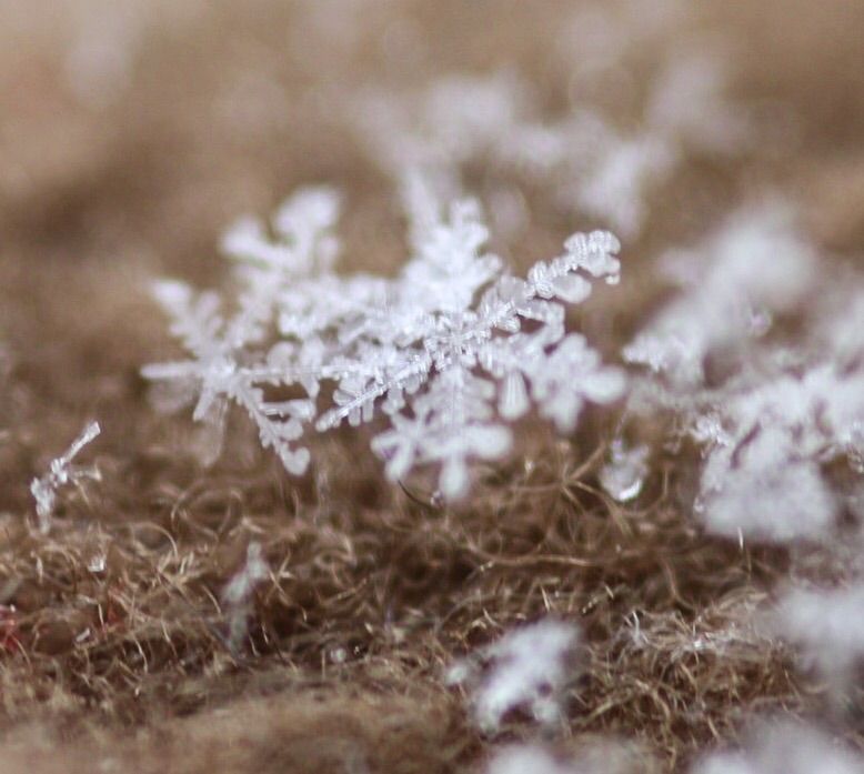 First attempt to macro shots. Using an old(1996) sigma macro 100mm on a 70D body. Suggestions ...