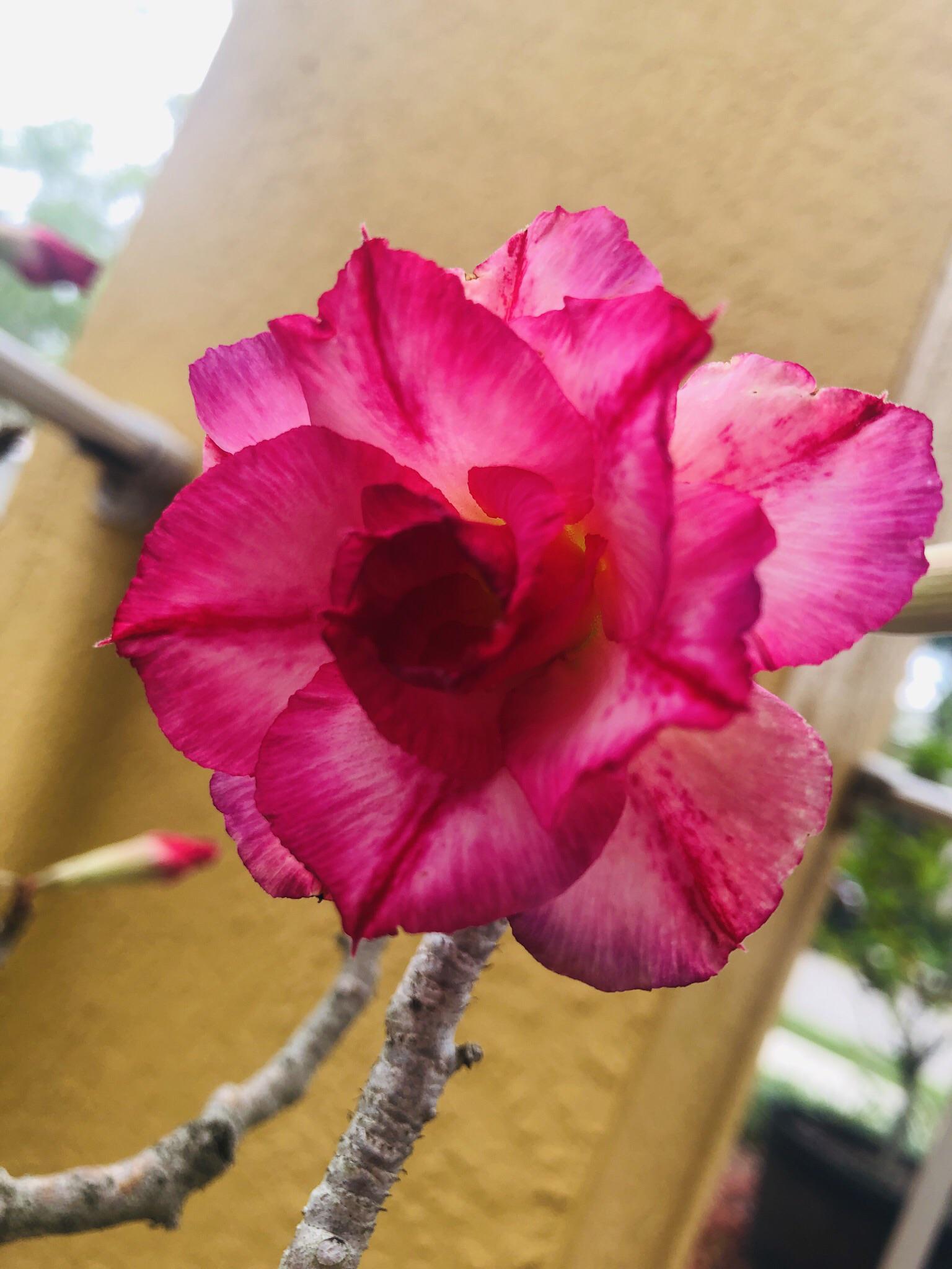 First bloom on my triple since I brought it home! | Scrolller