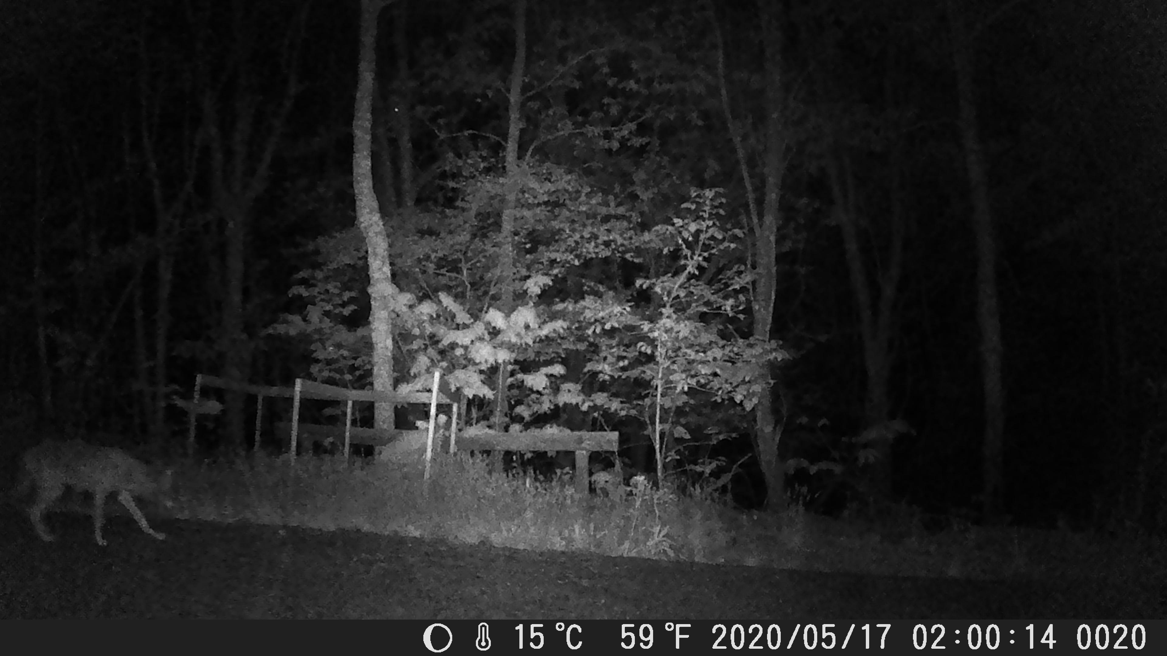 First capture on our trail cam...is this a coyote? | Scrolller
