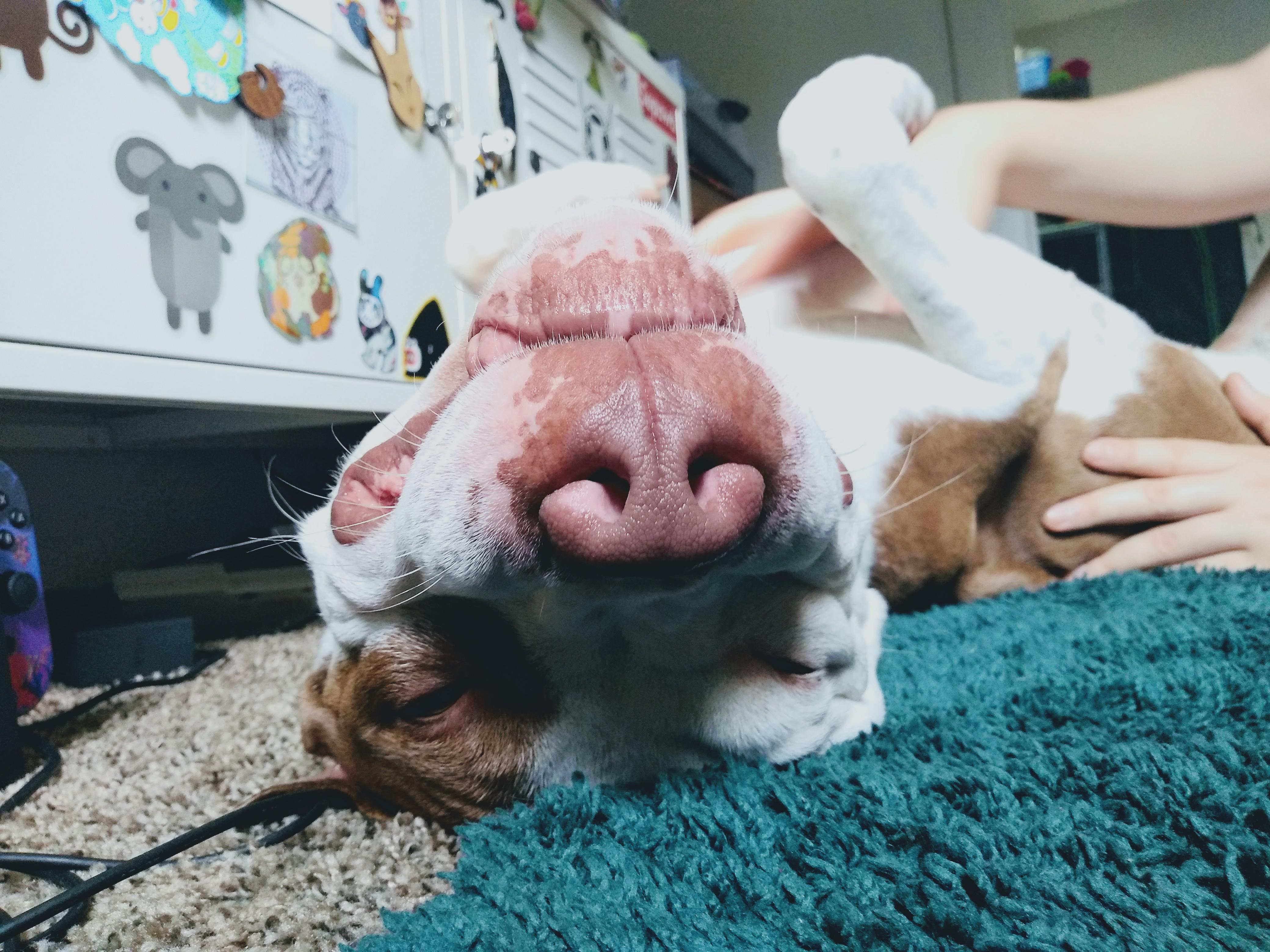 First day home | Scrolller