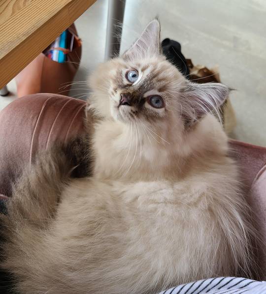 First day home with this 12-week-old Siberian. Meet Teddy, everyone. | Scrolller