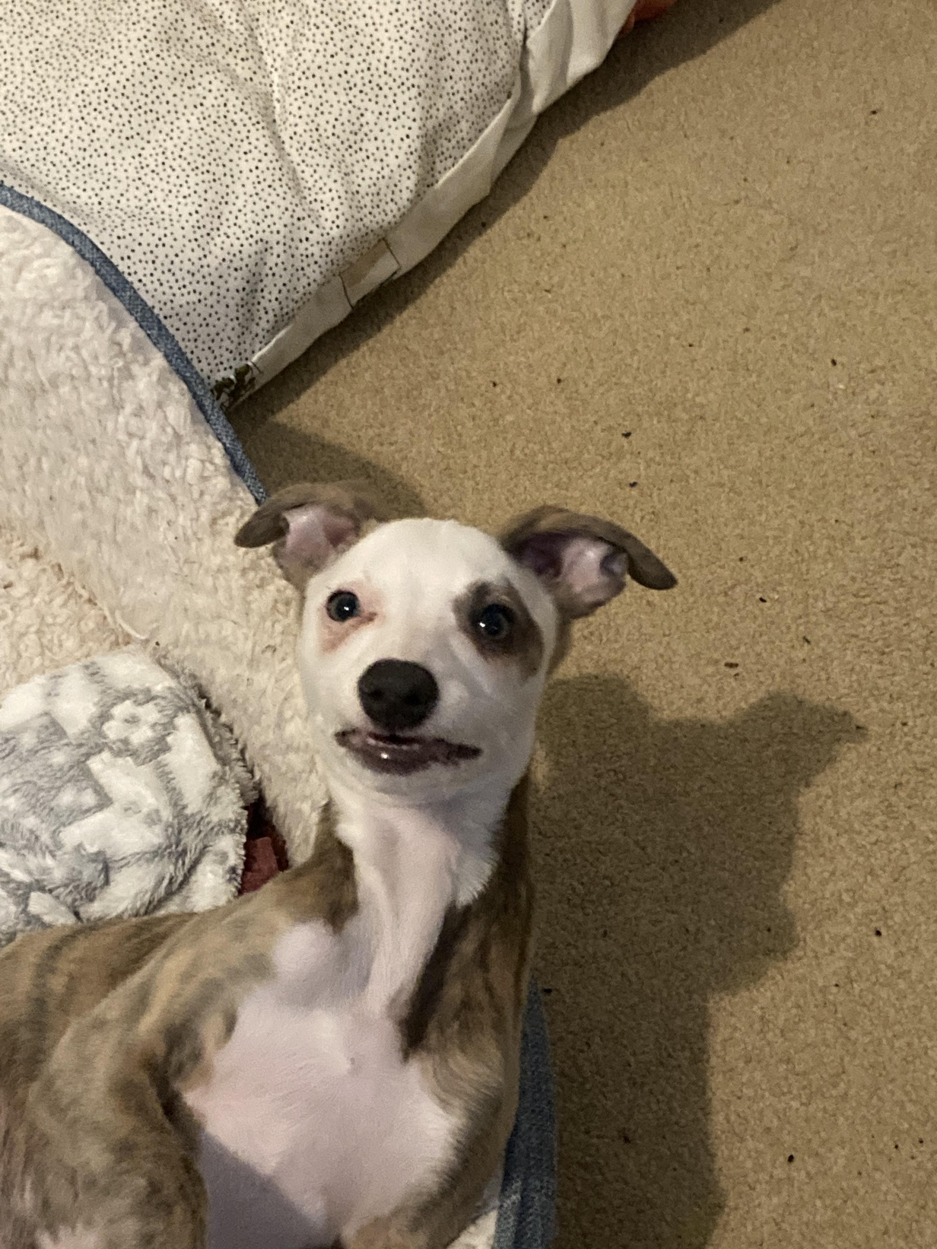 First Derpy face from our boy Ron | Scrolller