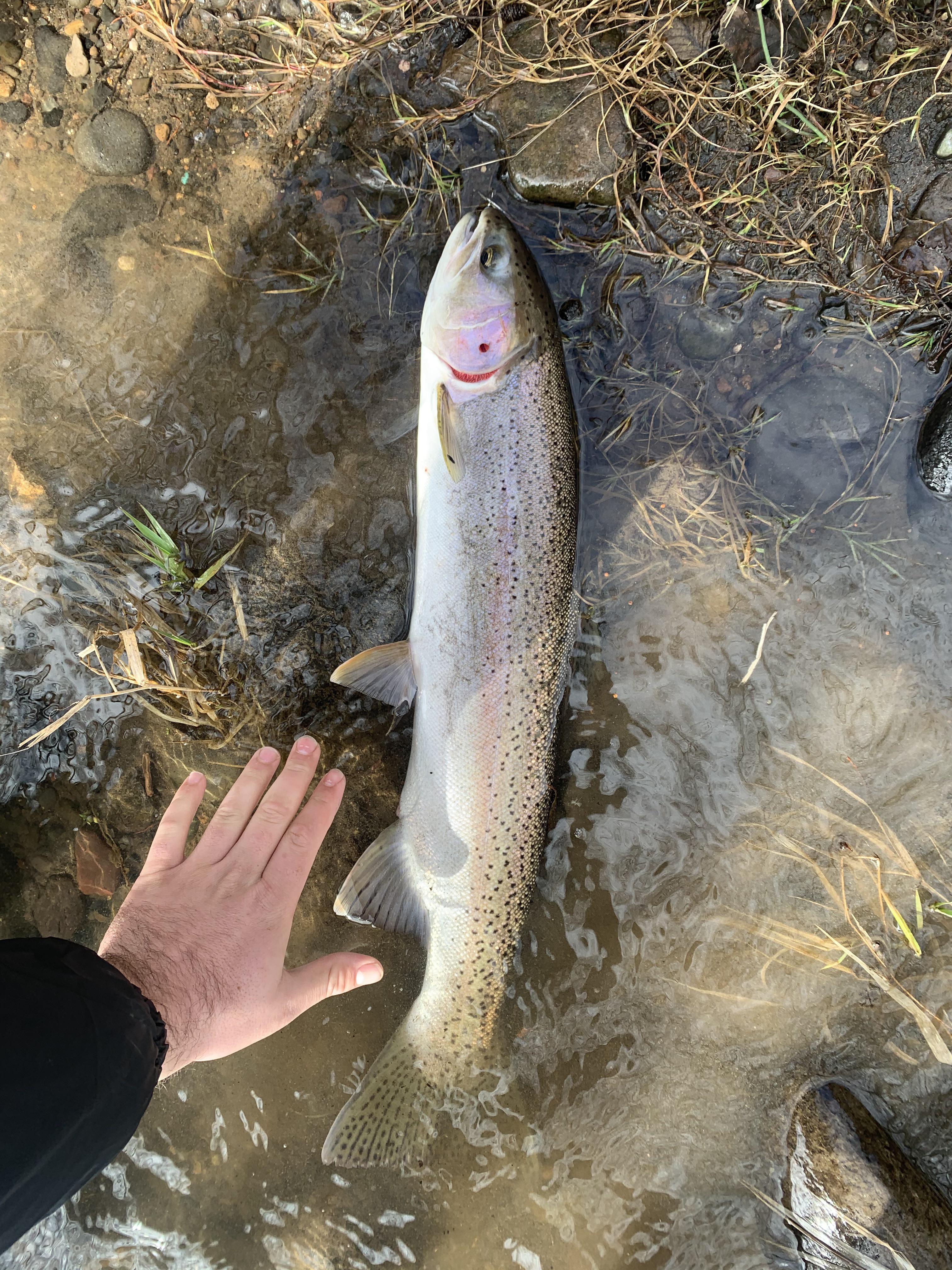 First ever steelhead! New PB | Scrolller