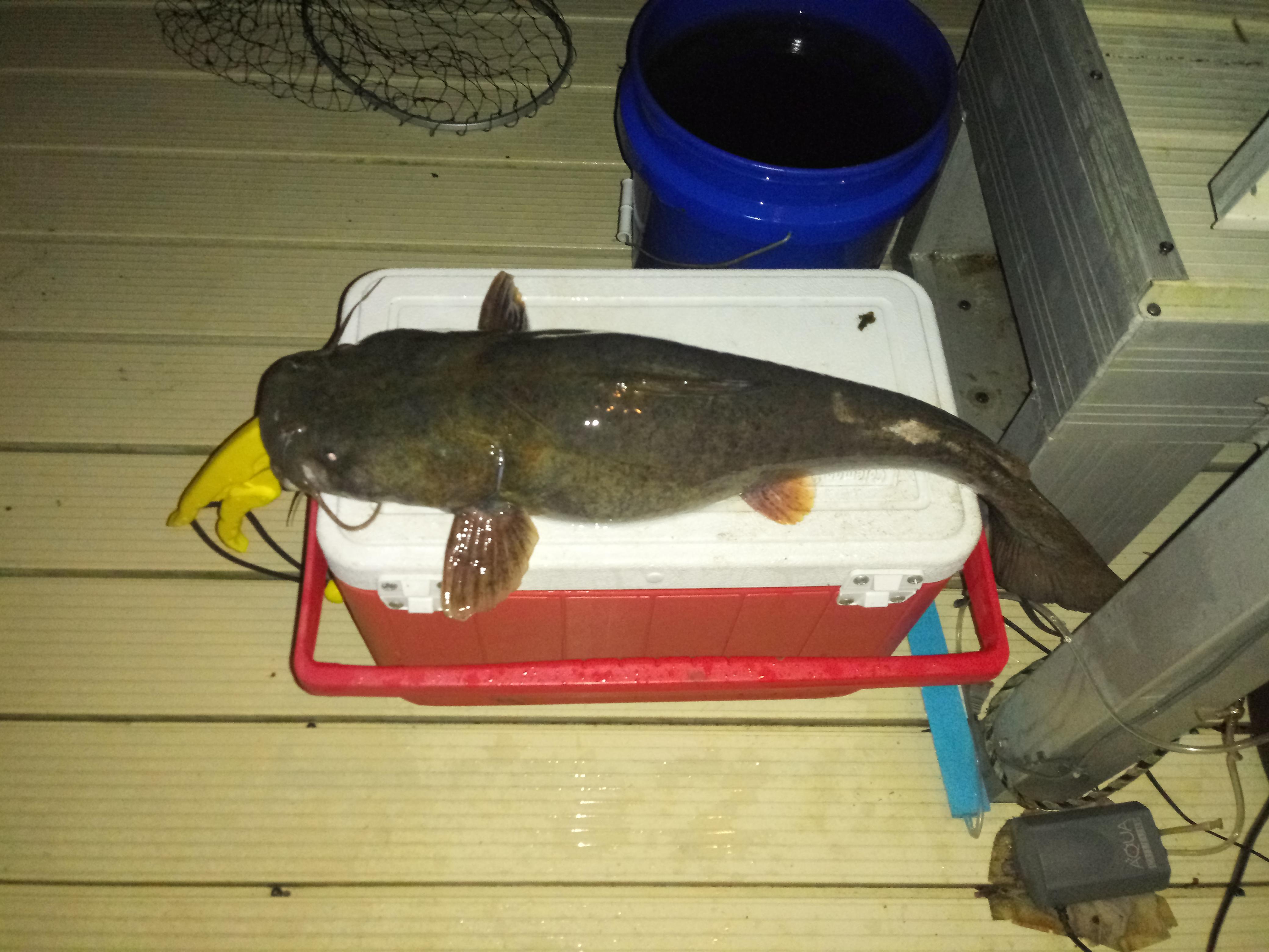 First flathead of 2021! | Scrolller