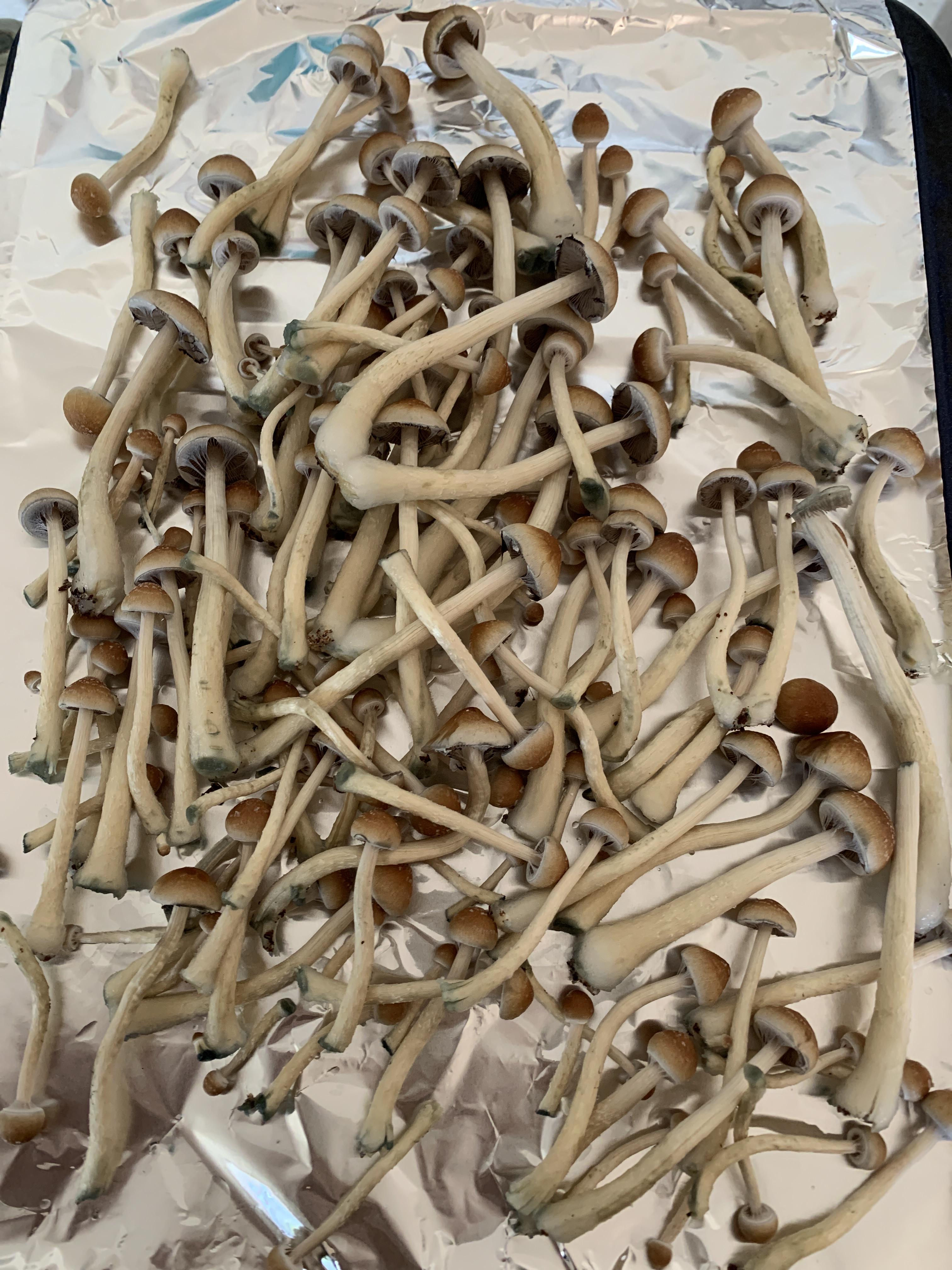 First flush complete! Success | Scrolller