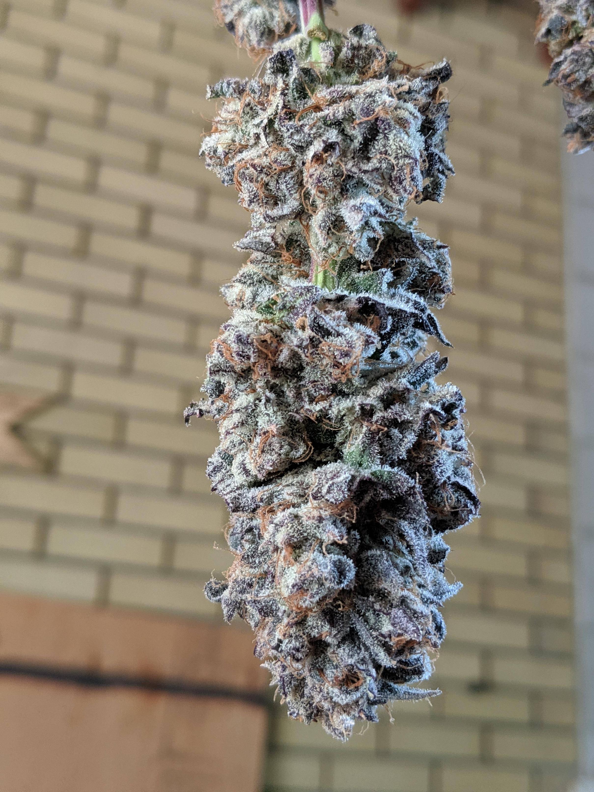 First grow almost wrapped up!! | Scrolller