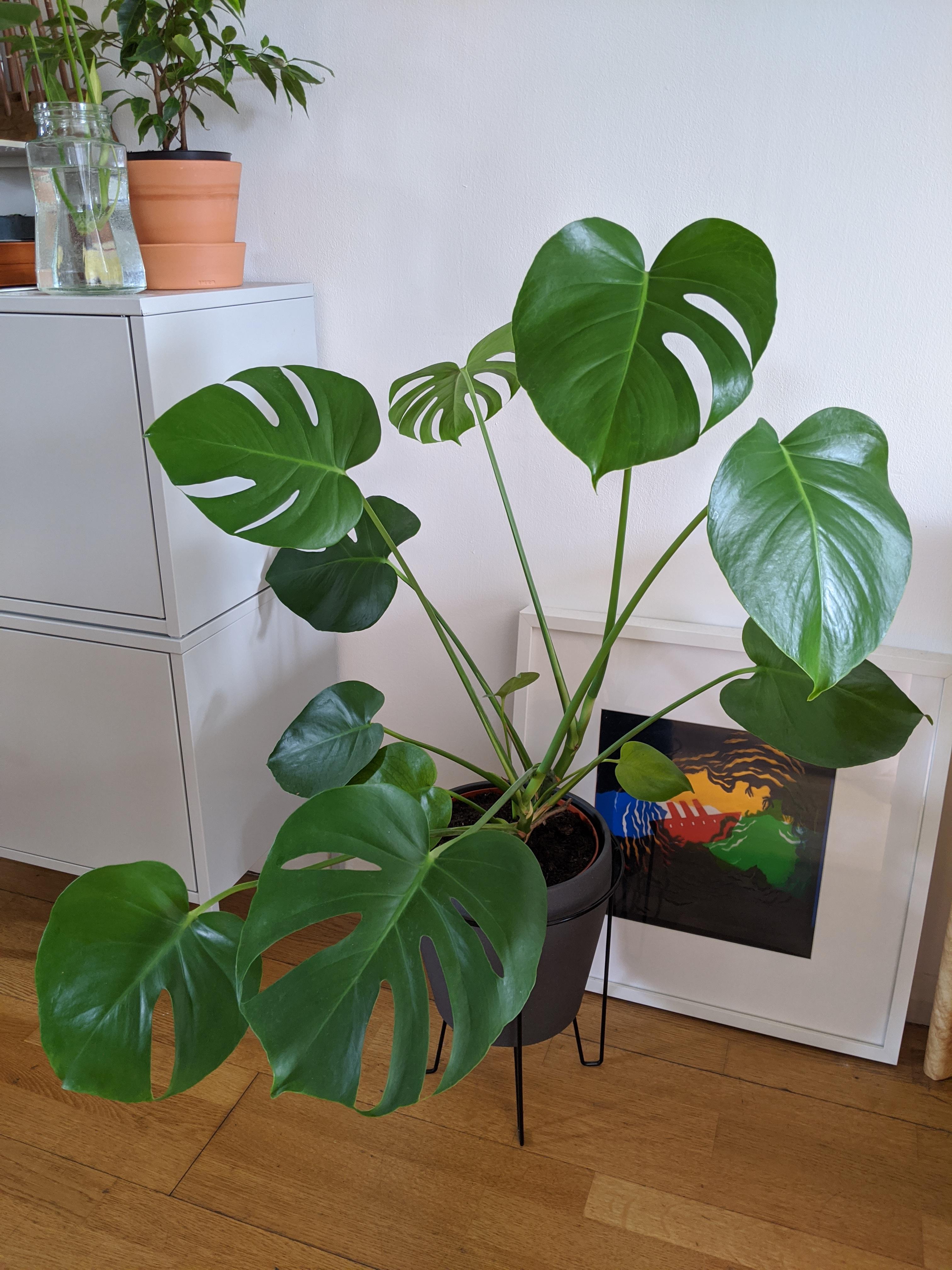 First monstera and my favourite of all my plants! Very proud of myself for keeping it alive for ...