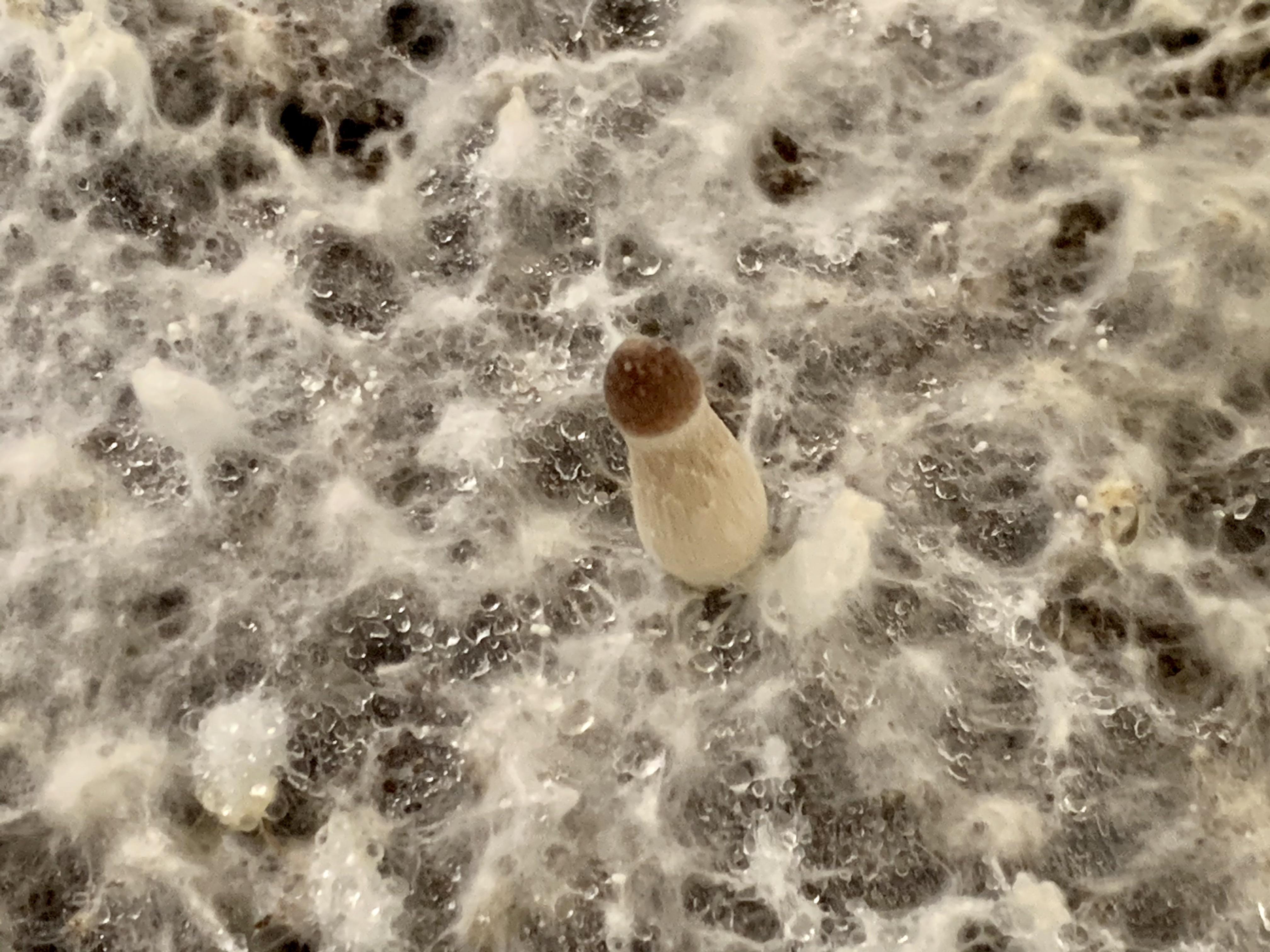 first one , first time :) | Scrolller