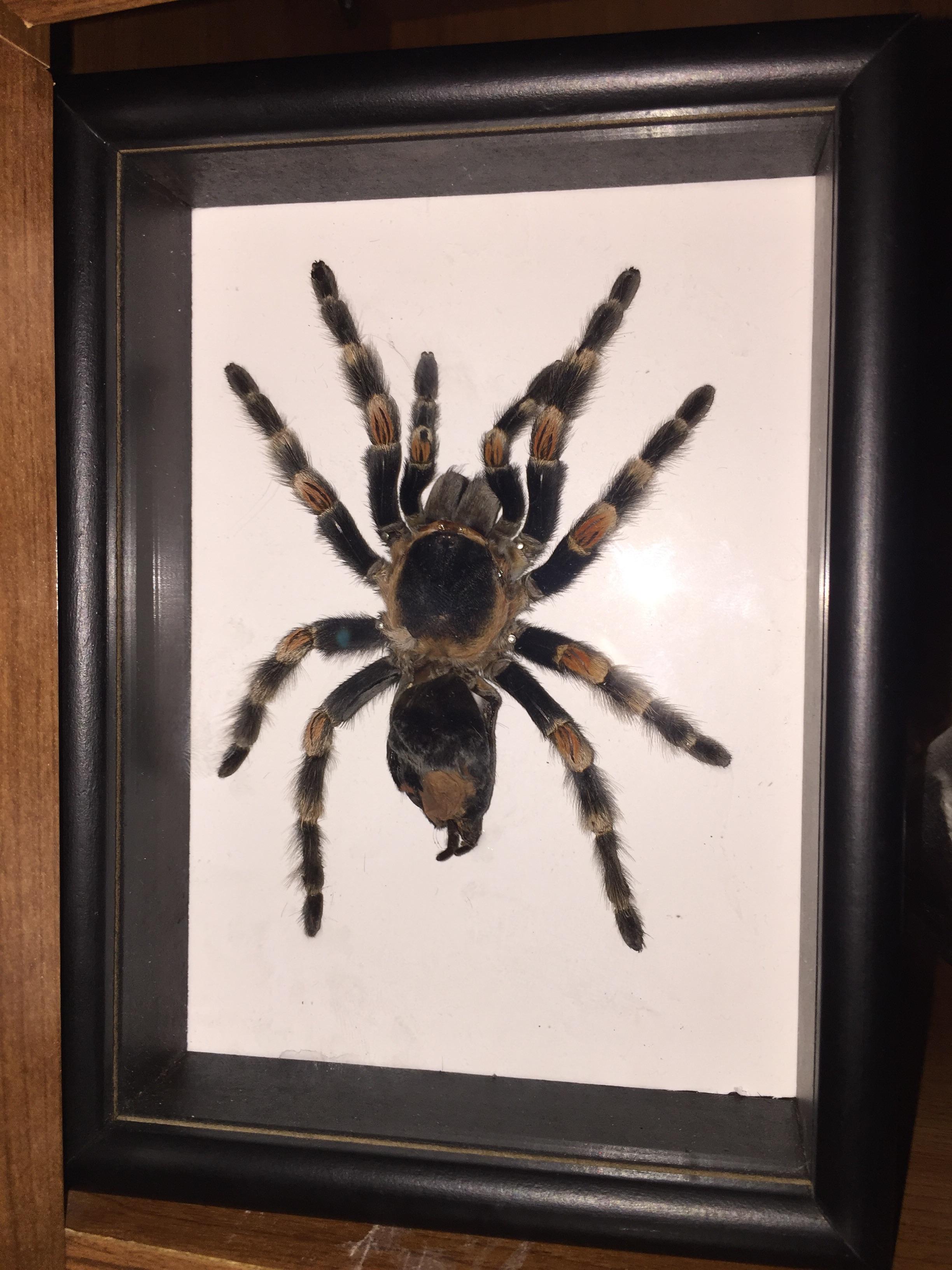 First project. Pinned my tarantula's molt. | Scrolller