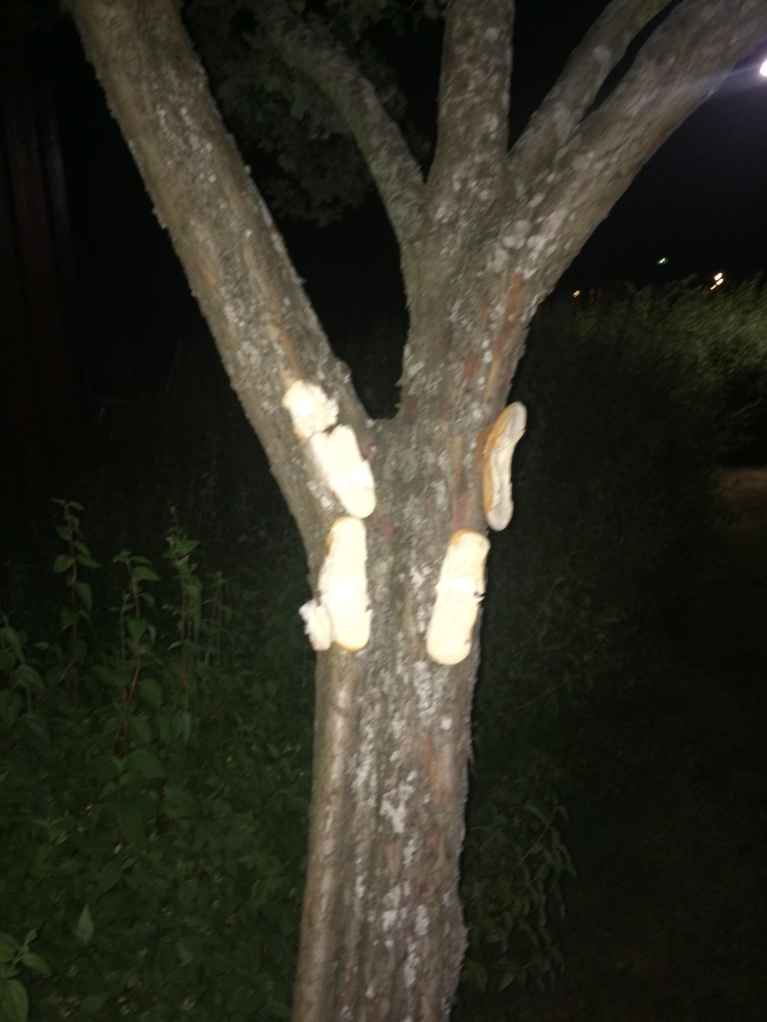 First staple👏👏 | Scrolller