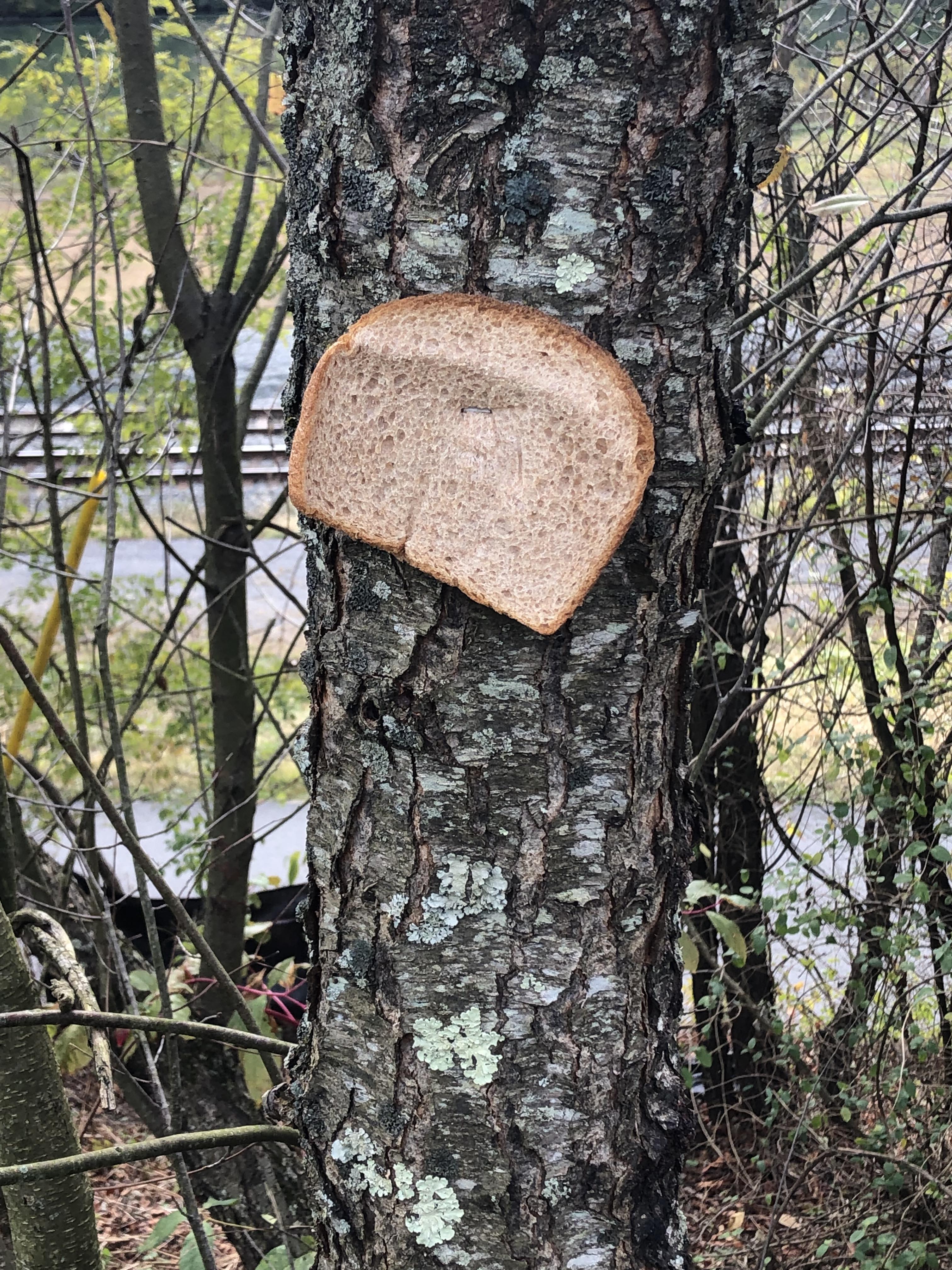 First staple | Scrolller
