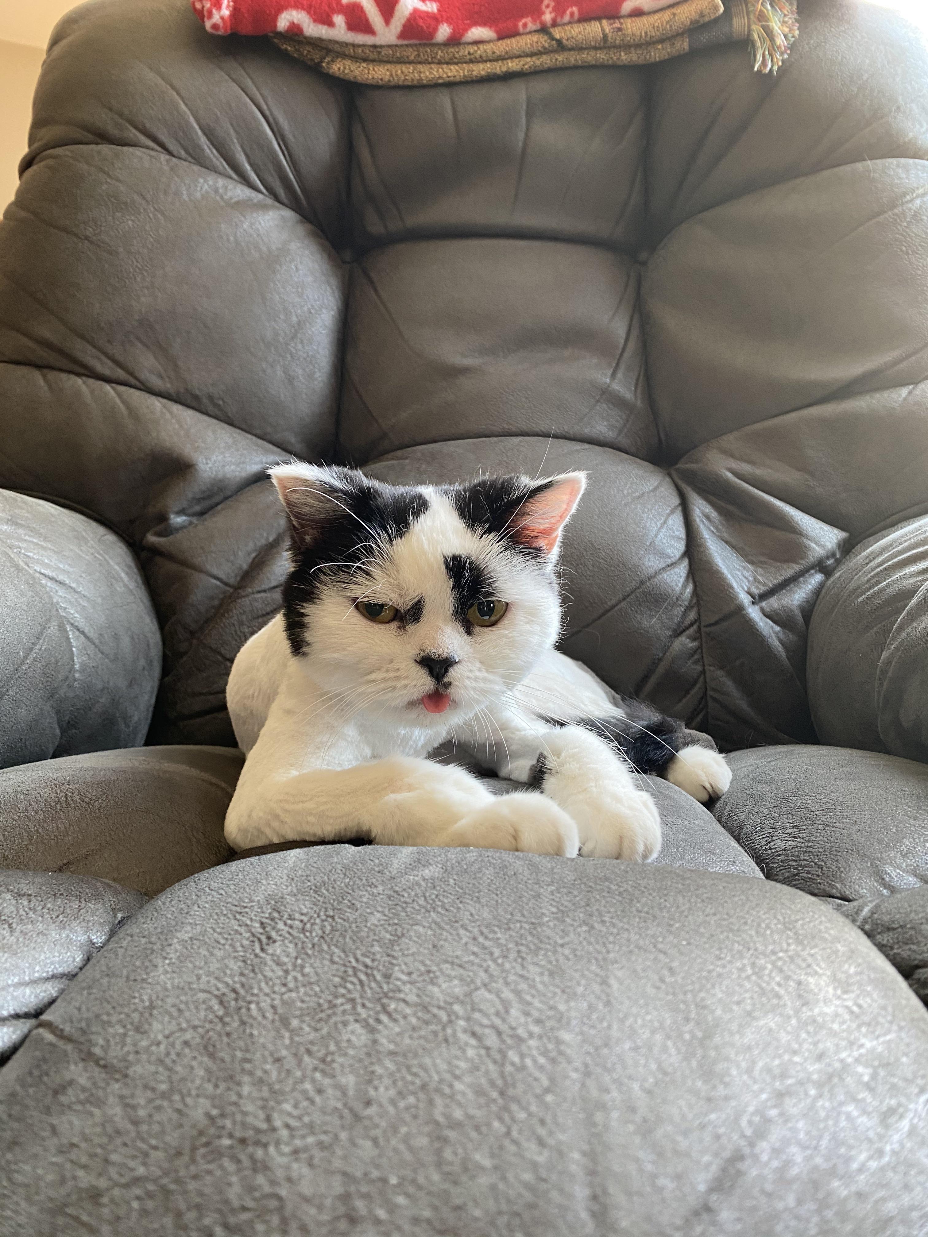 First time ever seeing my cat blep after 10 years of having her | Scrolller