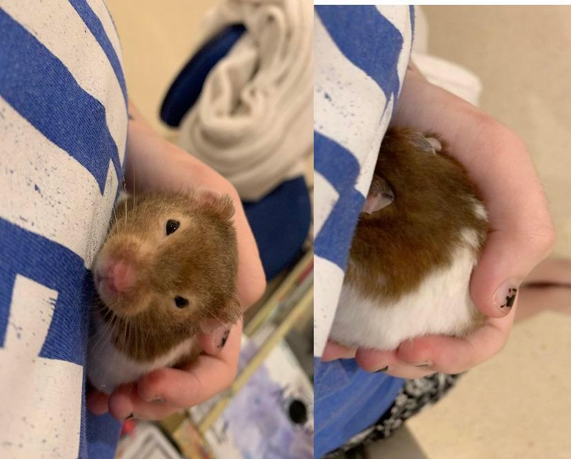 first time holding my hamster. he played and explored for a little bit then fell asleep in my ...