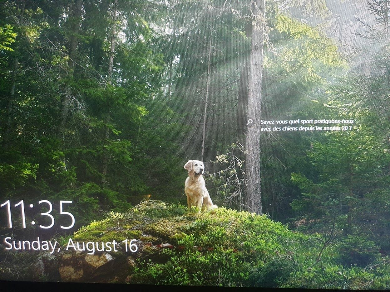 First time I see a dog on my windows login screen | Scrolller