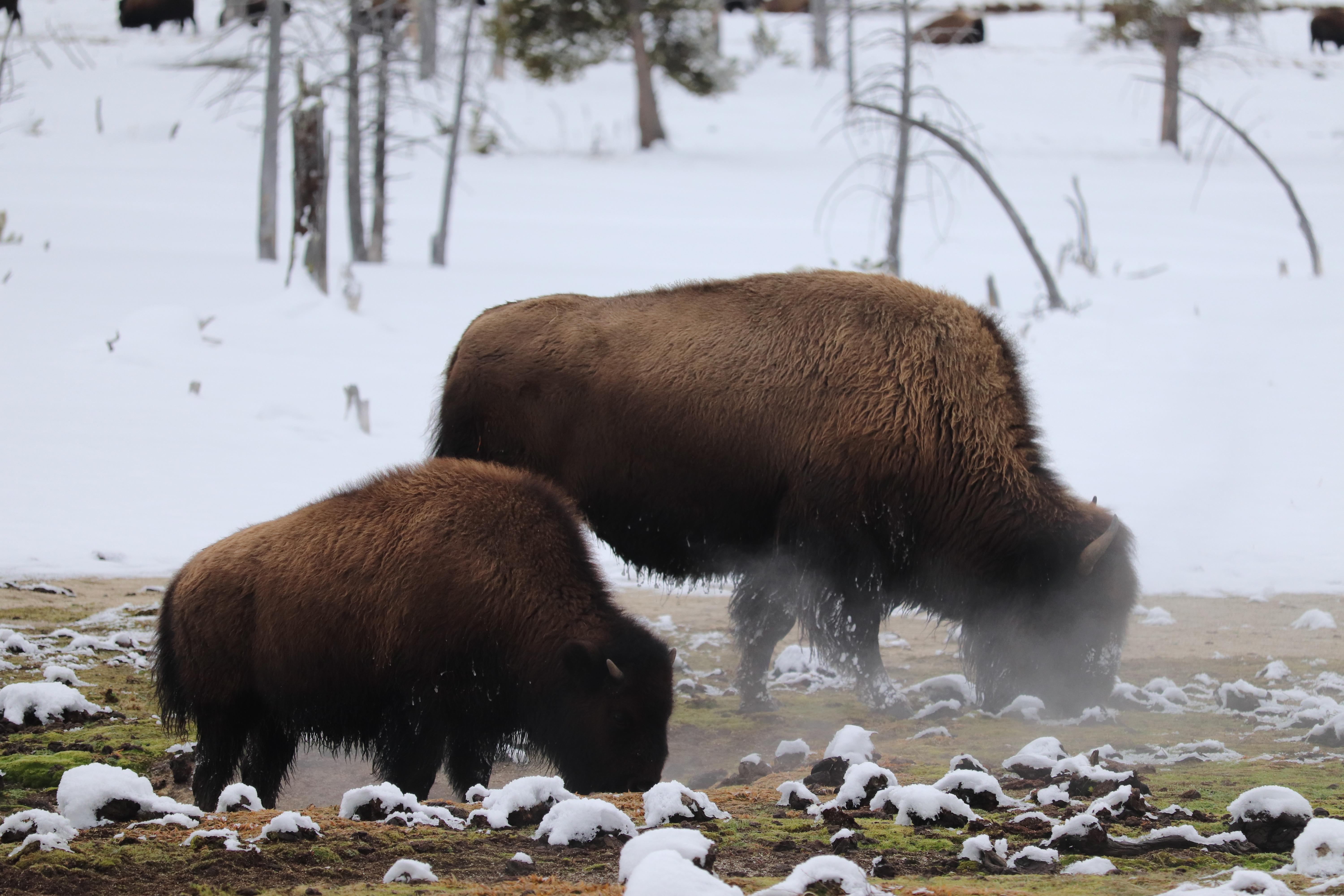 First time in Yellowstone, got to see North America’s largest Bison herd up close. | Scrolller