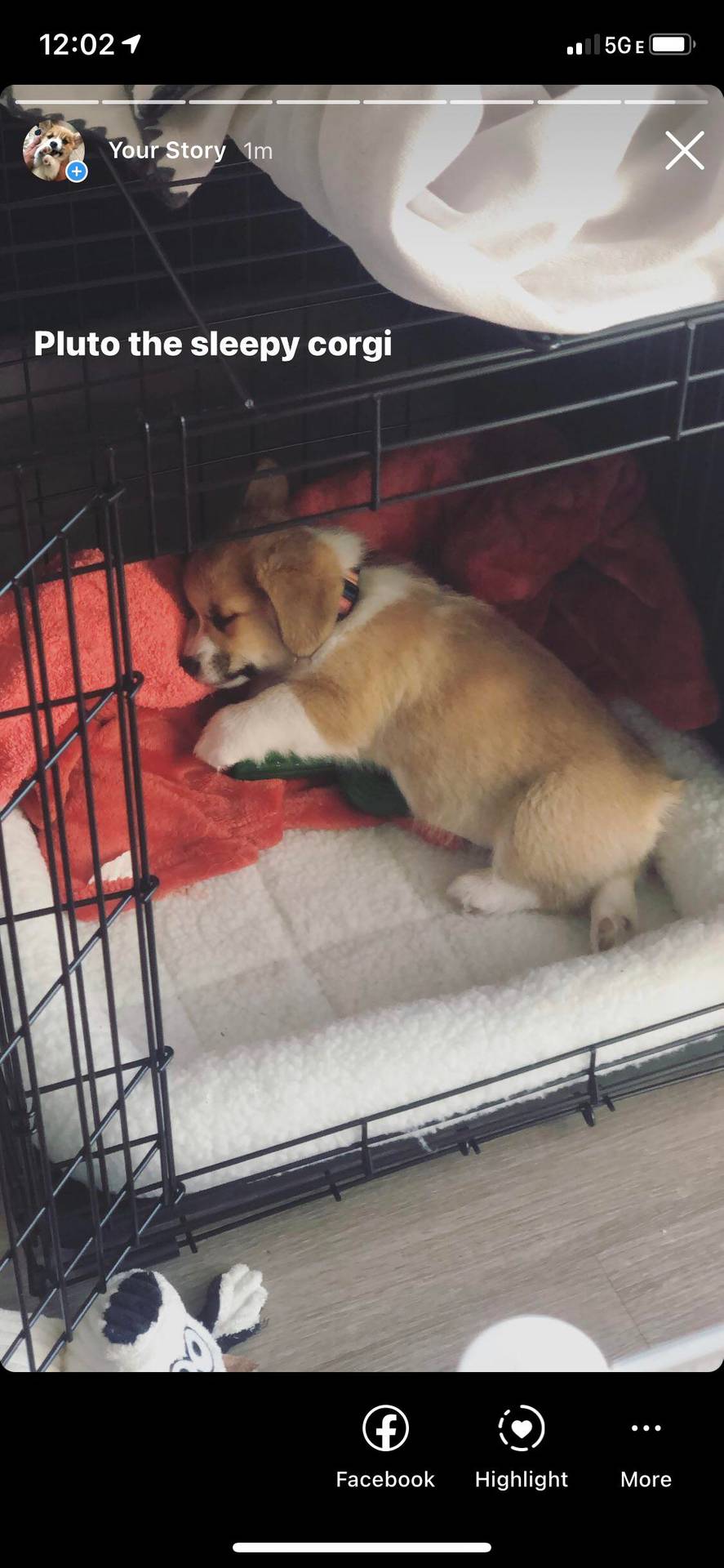 First time Pluto fell asleep in his crate | Scrolller