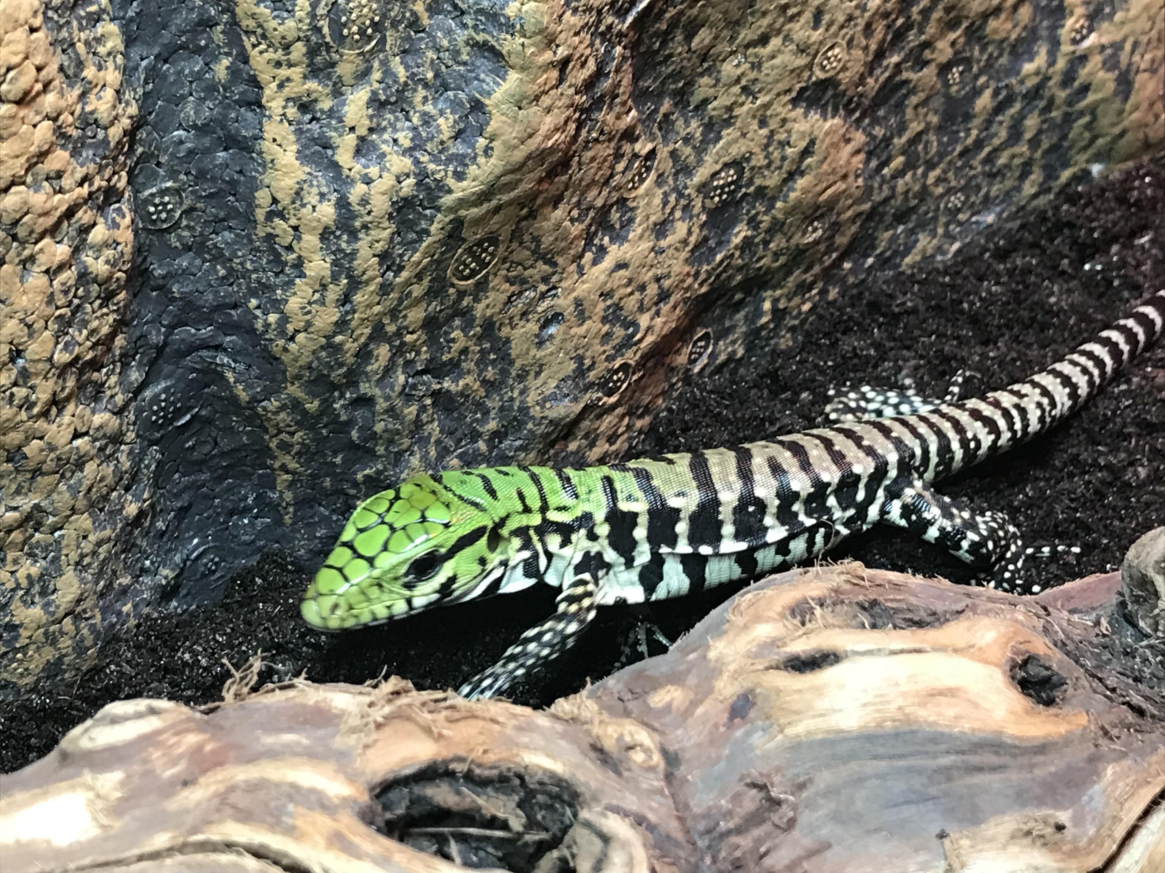 First-time Tegu owner. Day 1: behold my beautiful son. | Scrolller