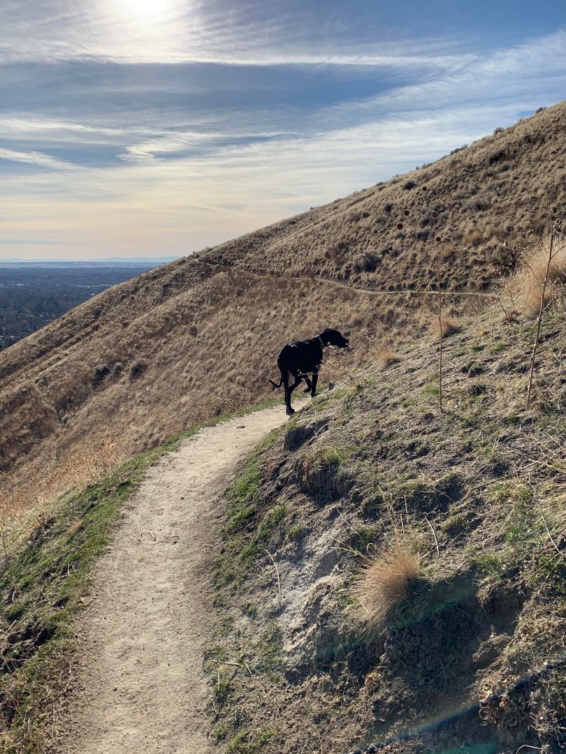 First trail run with our new monster. He did surprisingly great. | Scrolller