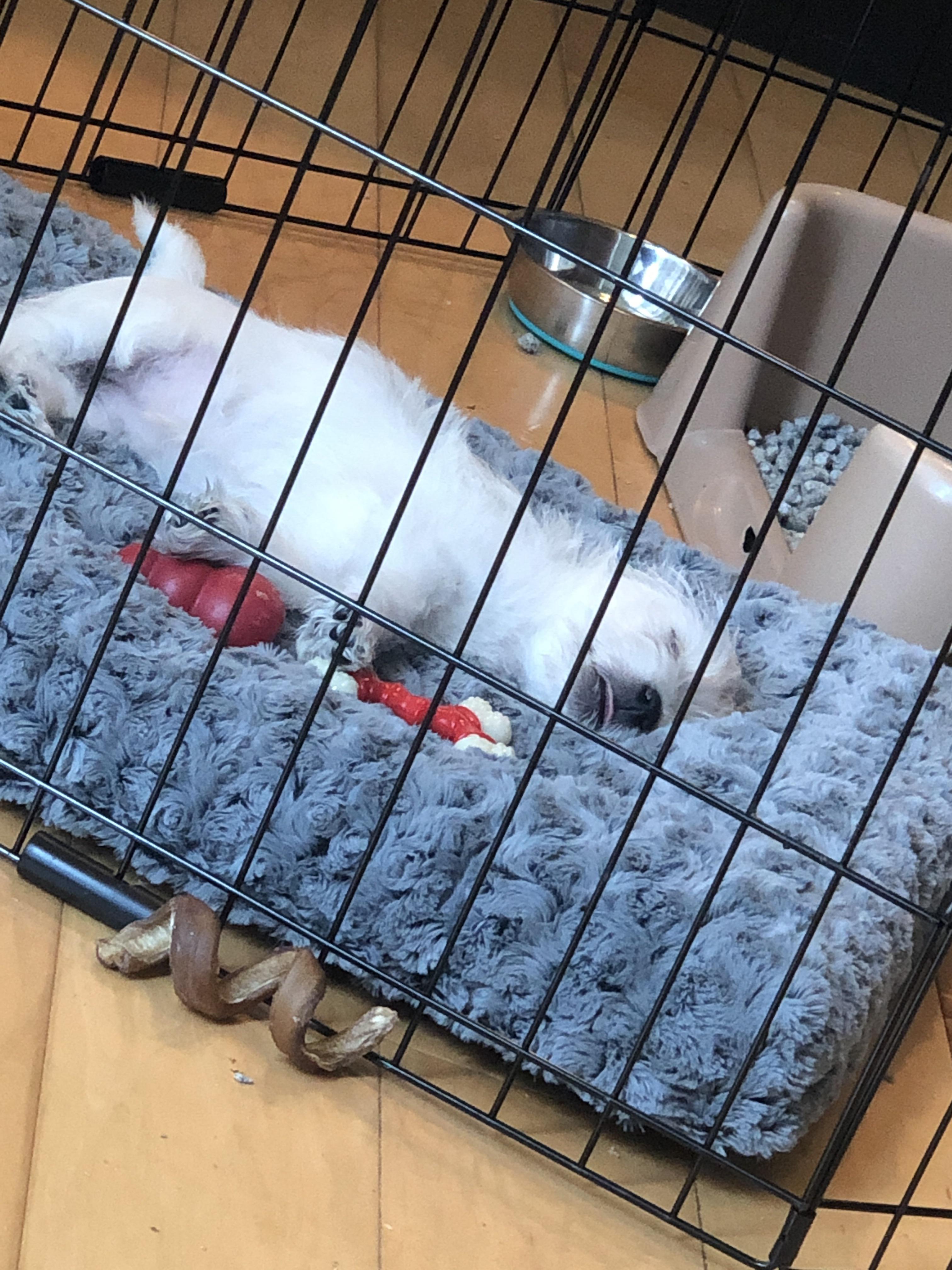 First week home has been ruff | Scrolller