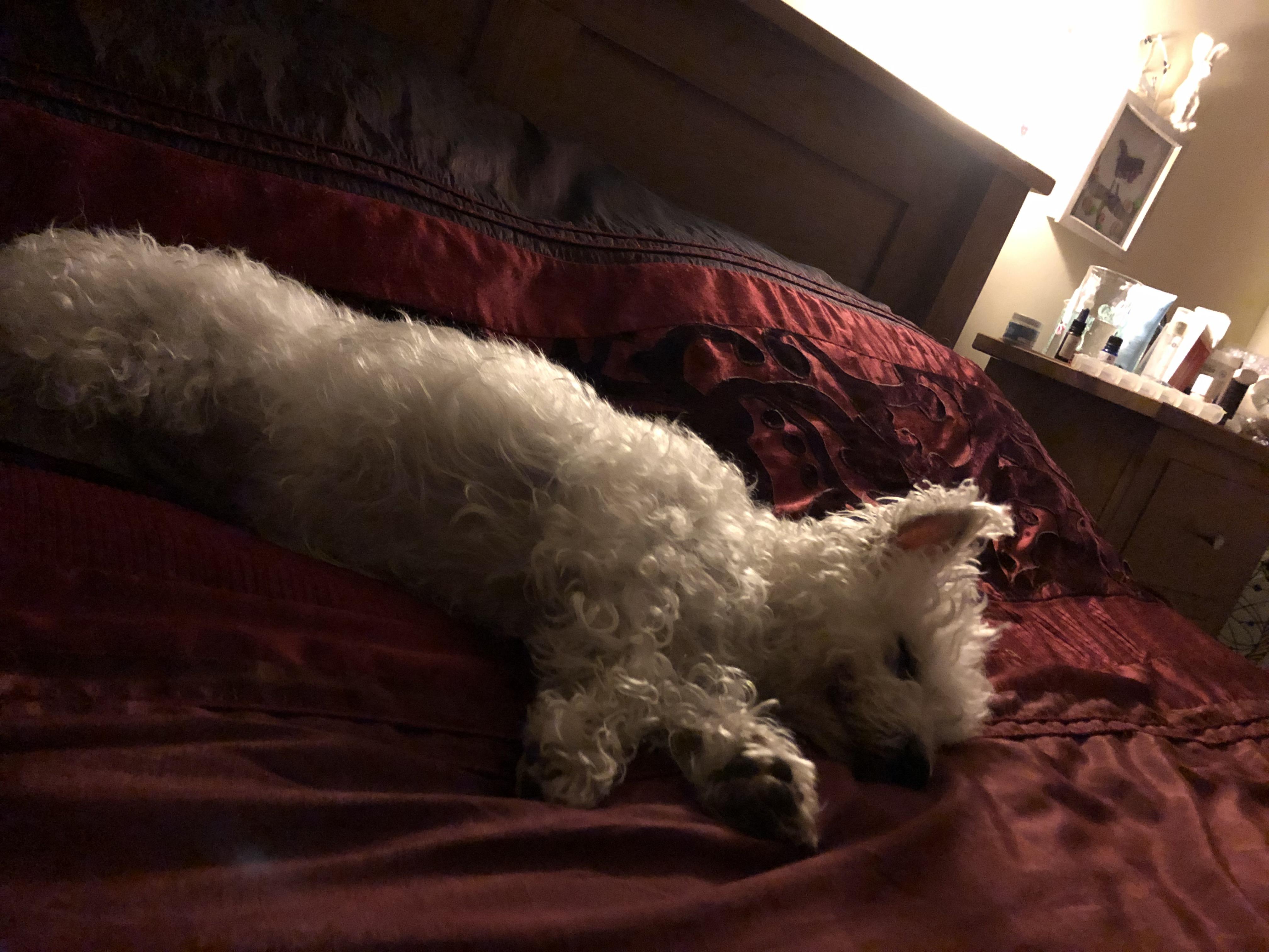 Flat dog | Scrolller