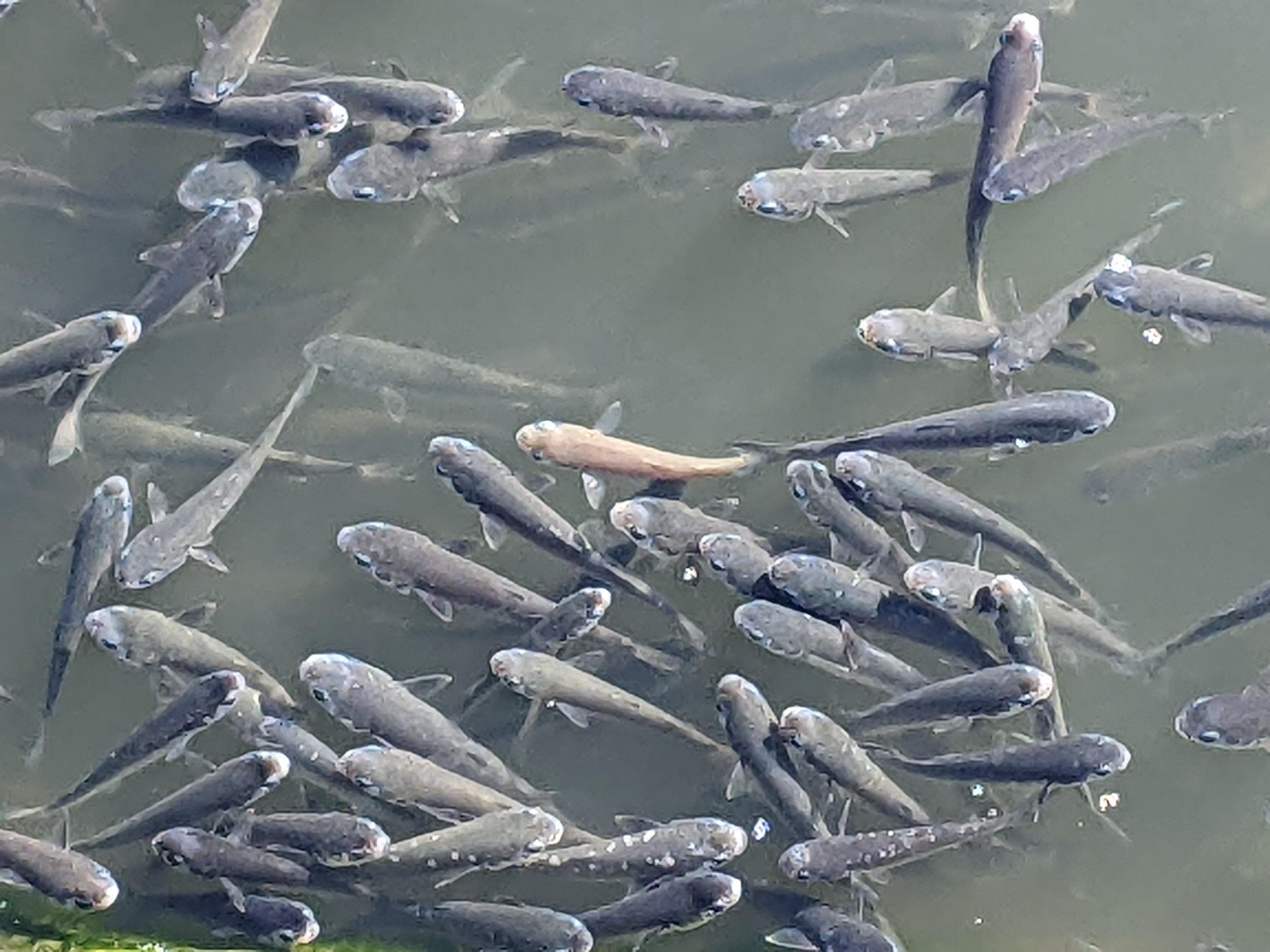 Flathead mullet during migration | Scrolller