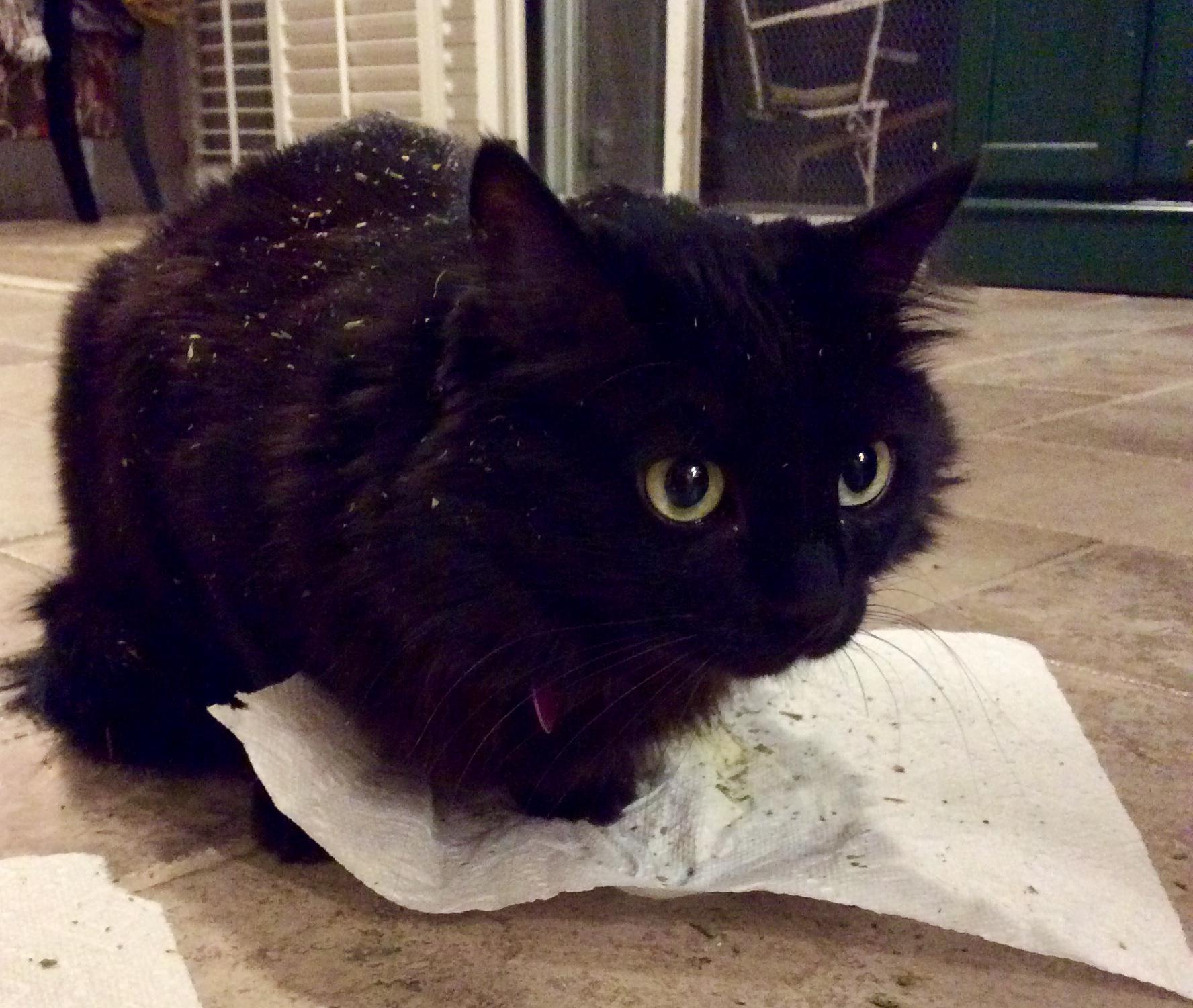 Floof on catnip | Scrolller