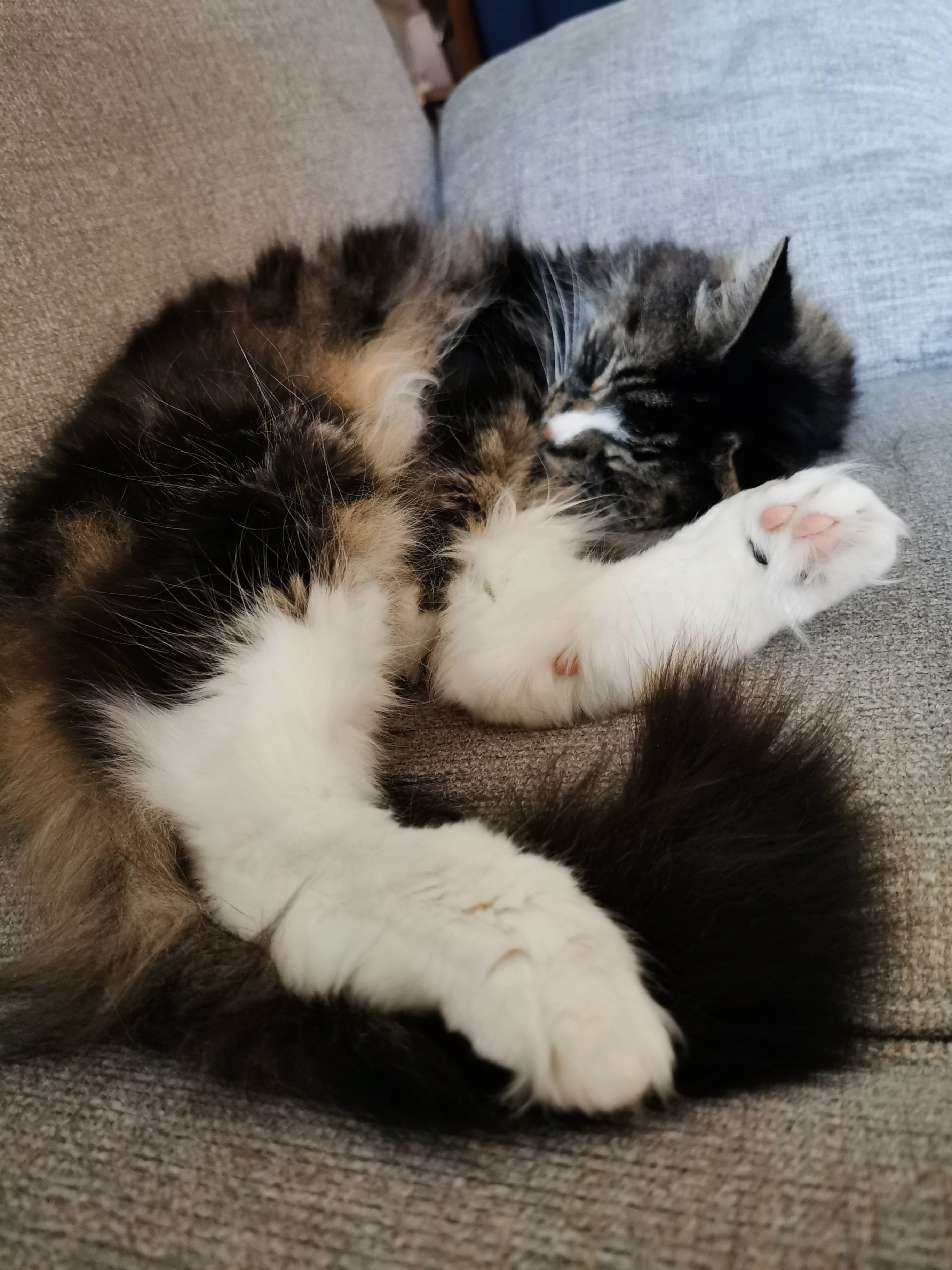 Floofy beans | Scrolller