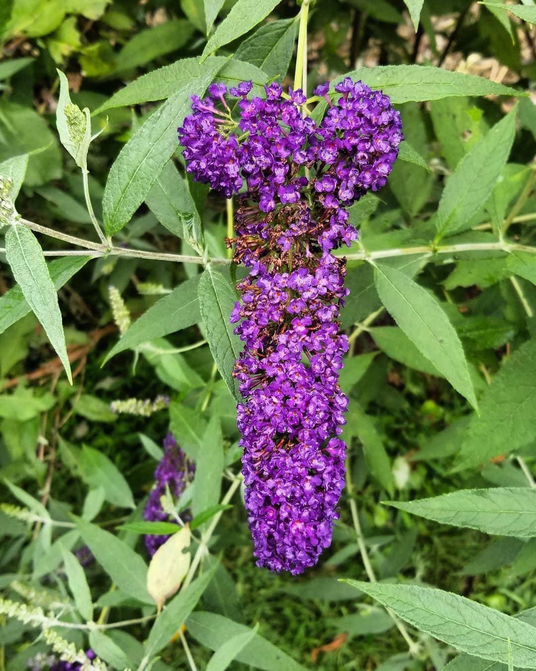 Flower just hanging out | Scrolller