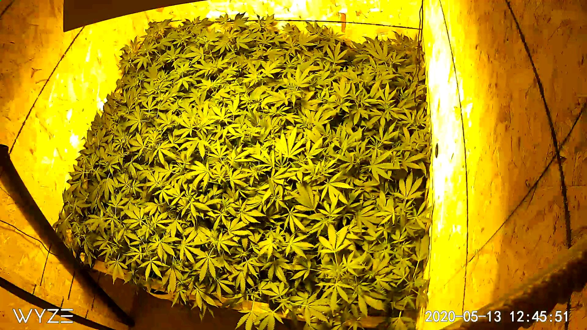 Flowering day 11 😬 | Scrolller