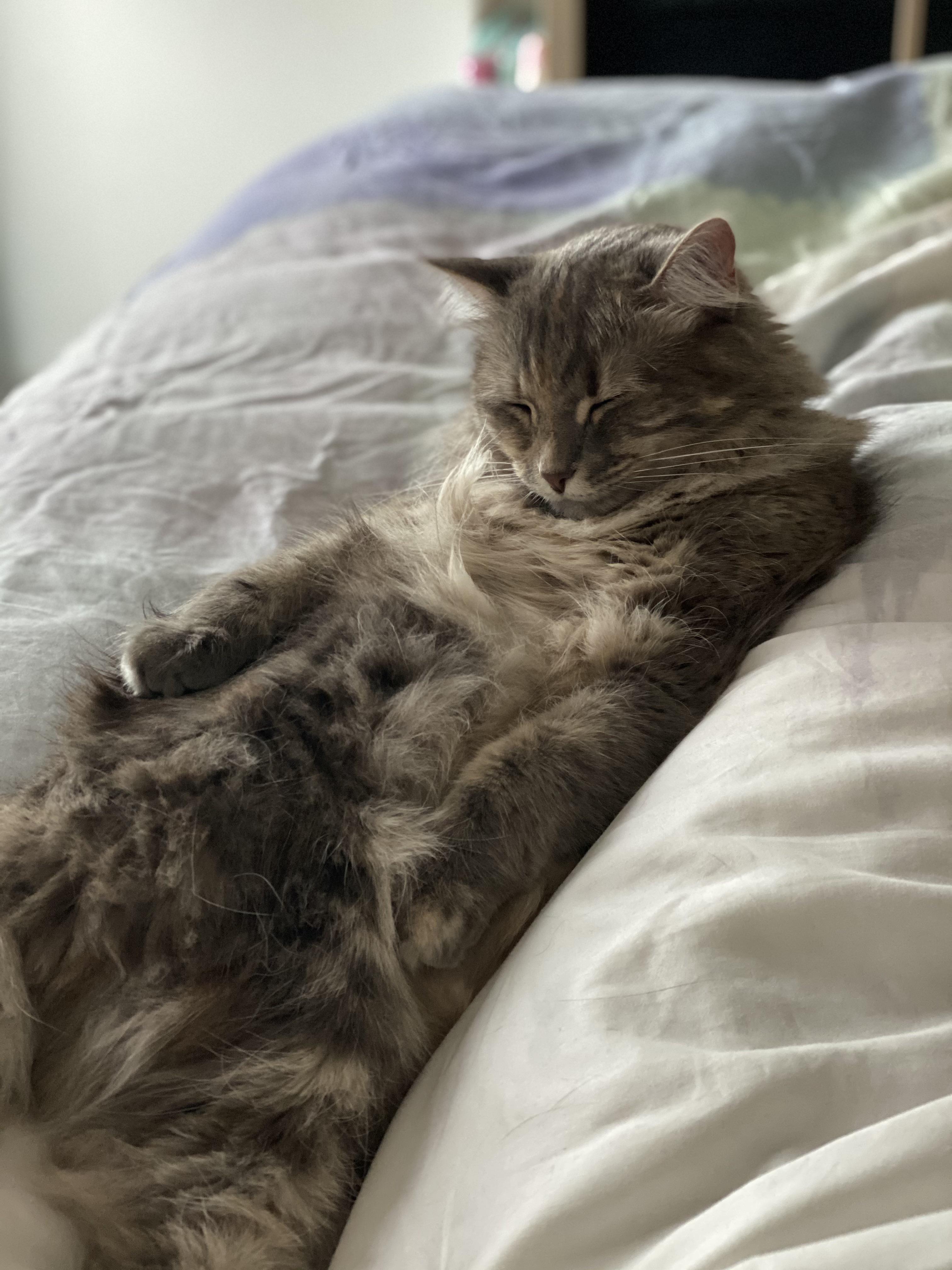 Fluffer fell asleep mid grooming lick | Scrolller