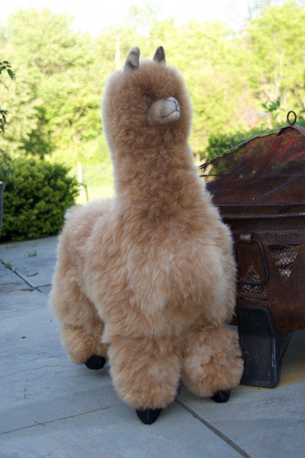 Fluffy alpaca | Scrolller