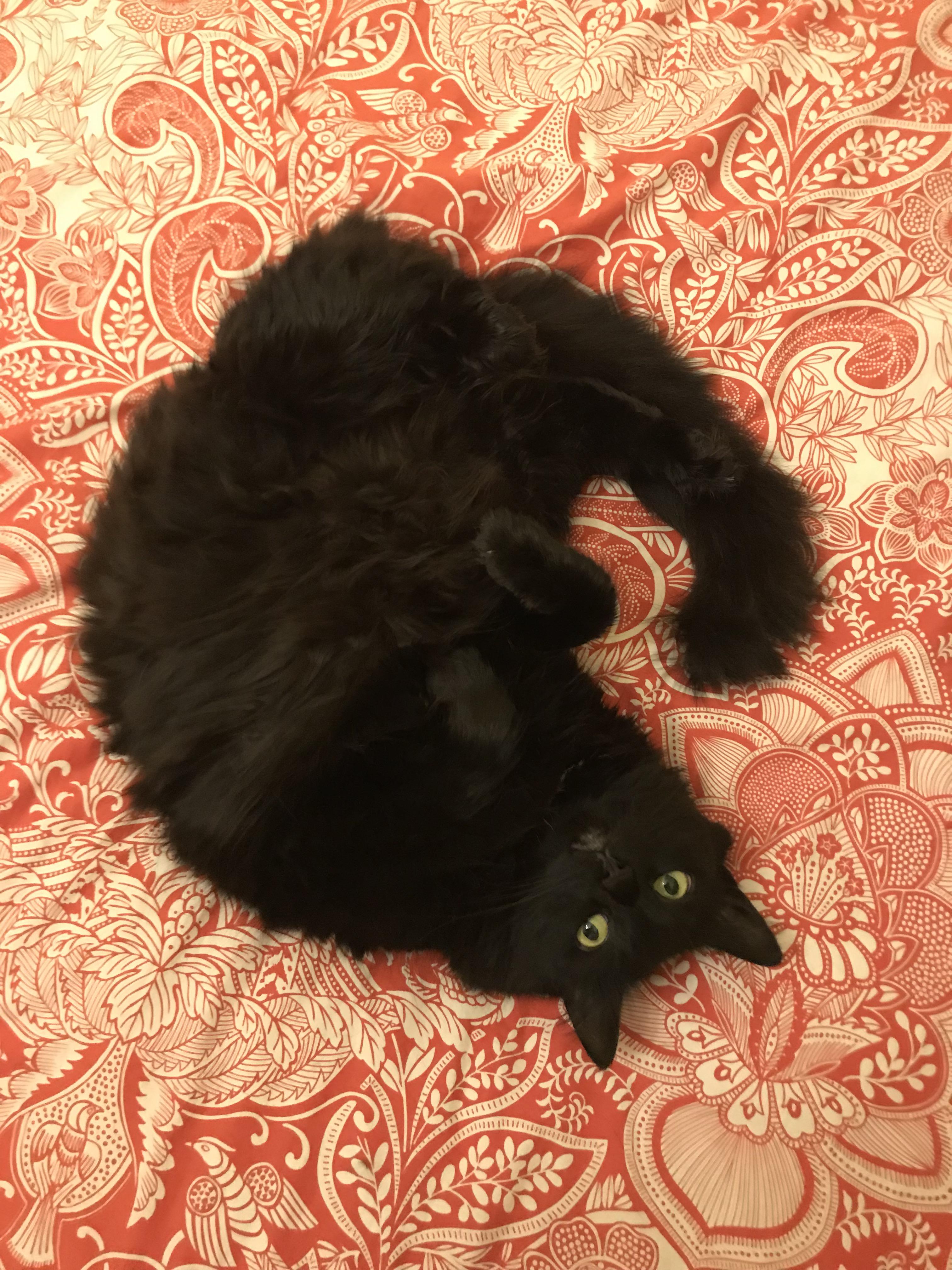 Fluffy black baby belly | Scrolller