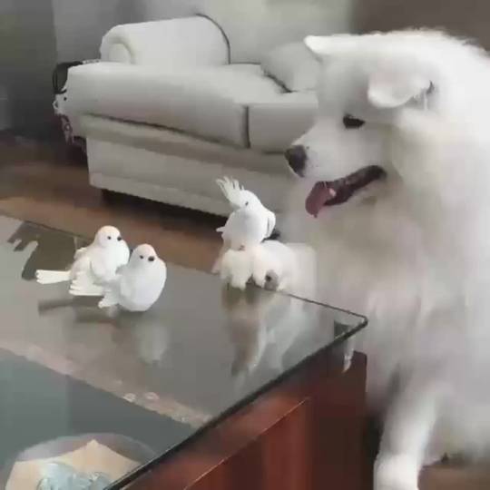 fluffy cloud and a birb | Scrolller