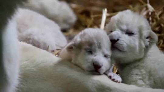 Fluffy white lion cubs. | Scrolller
