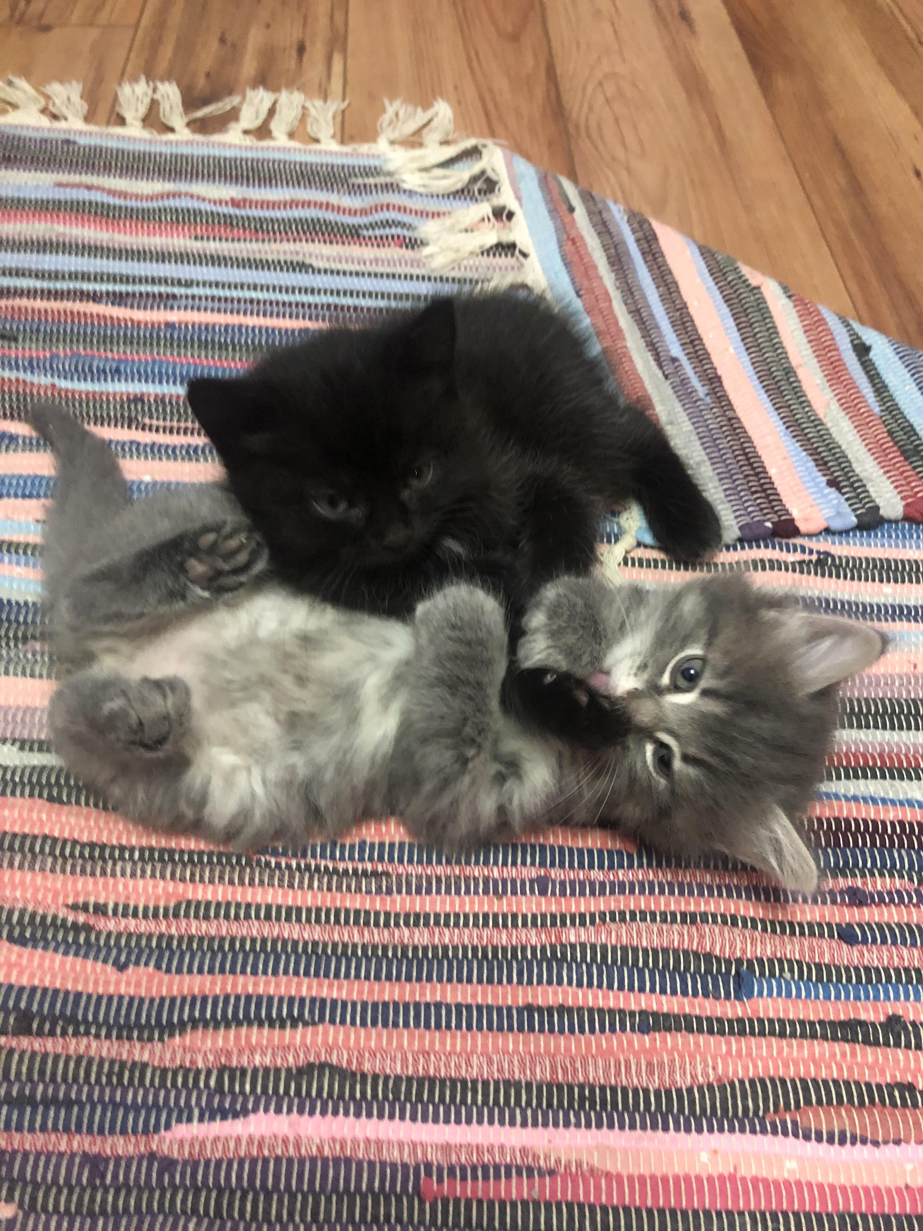 Fluffy with his sister | Scrolller