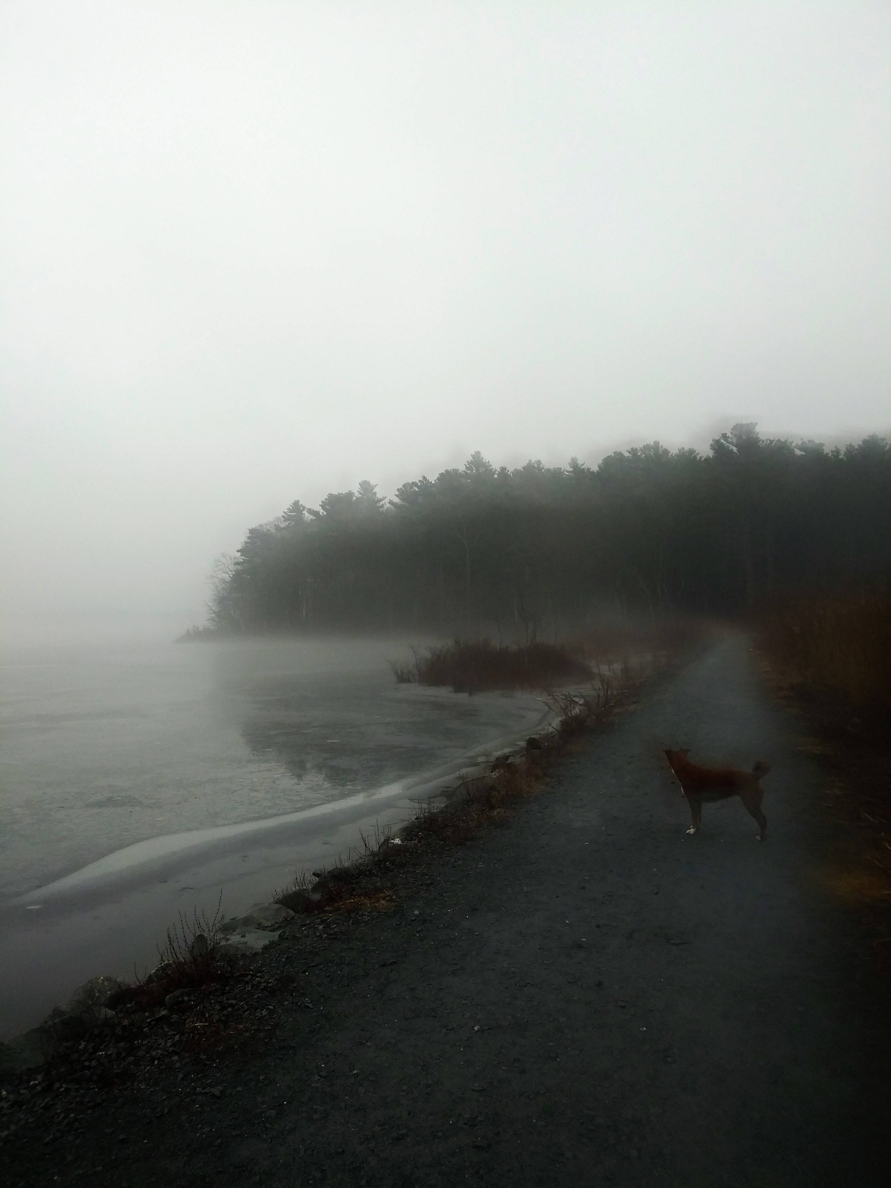 Foggy morning 8 | Scrolller