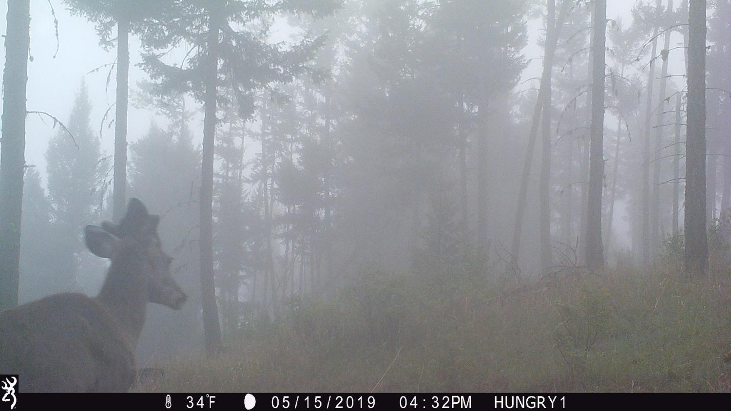 Foggy Okanogan Highlands | Scrolller