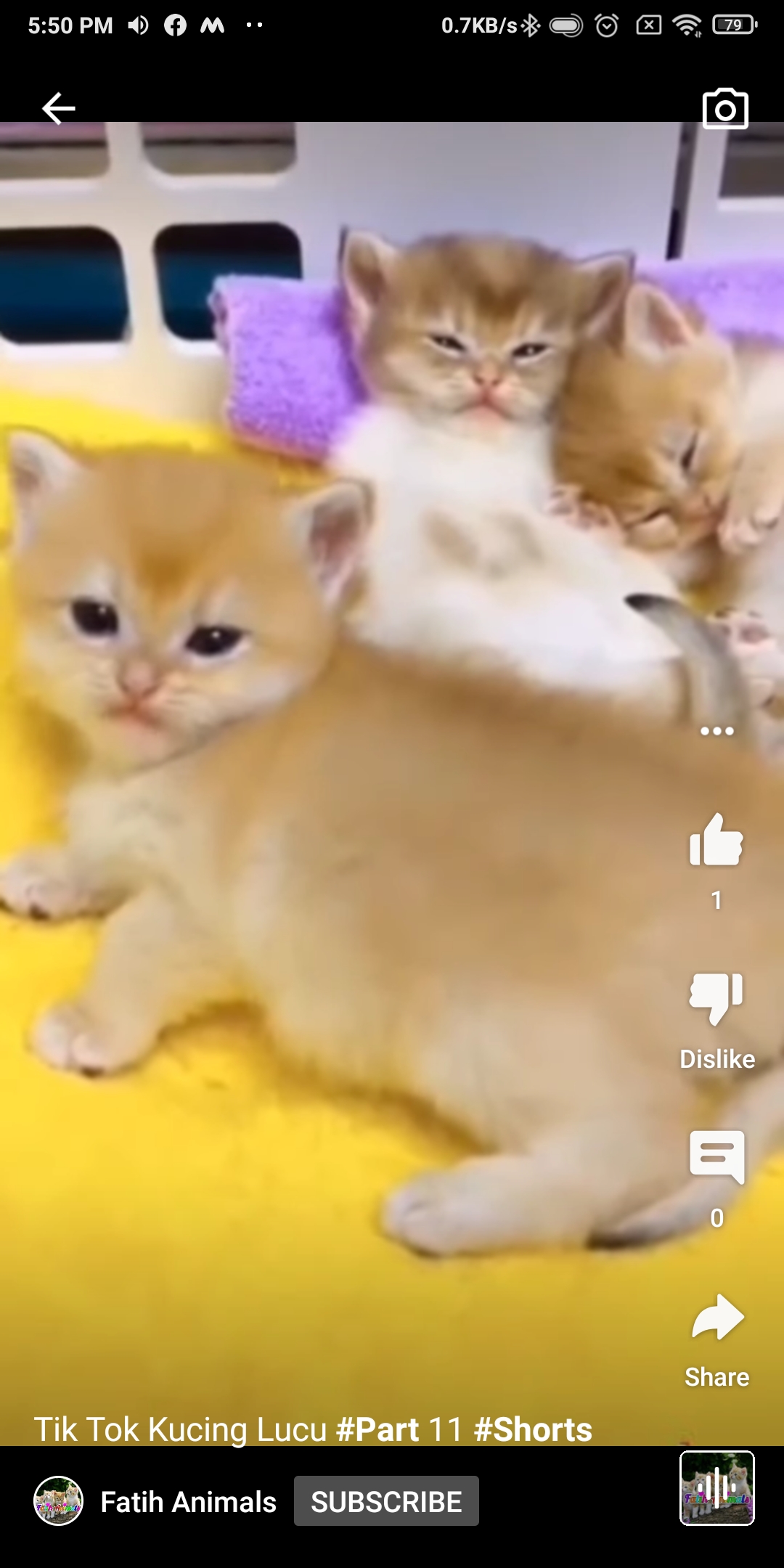 For are panda Queen | Scrolller