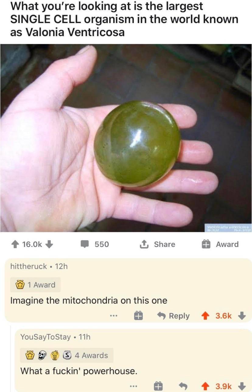 Absolute unit right here | Scrolller