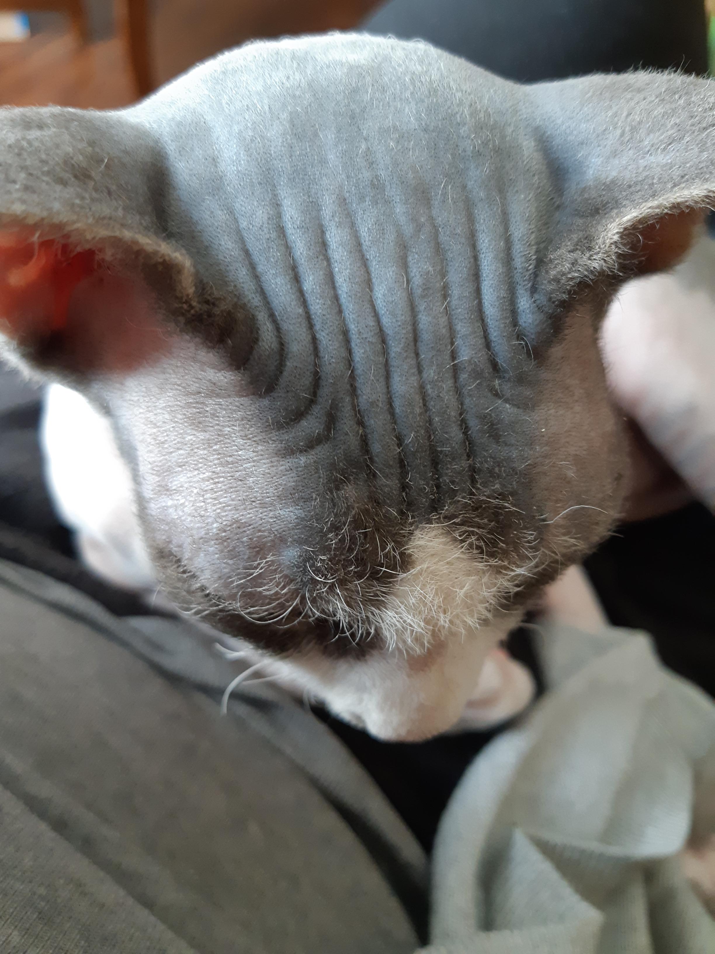 Forehead wrinkles. Swoon. | Scrolller