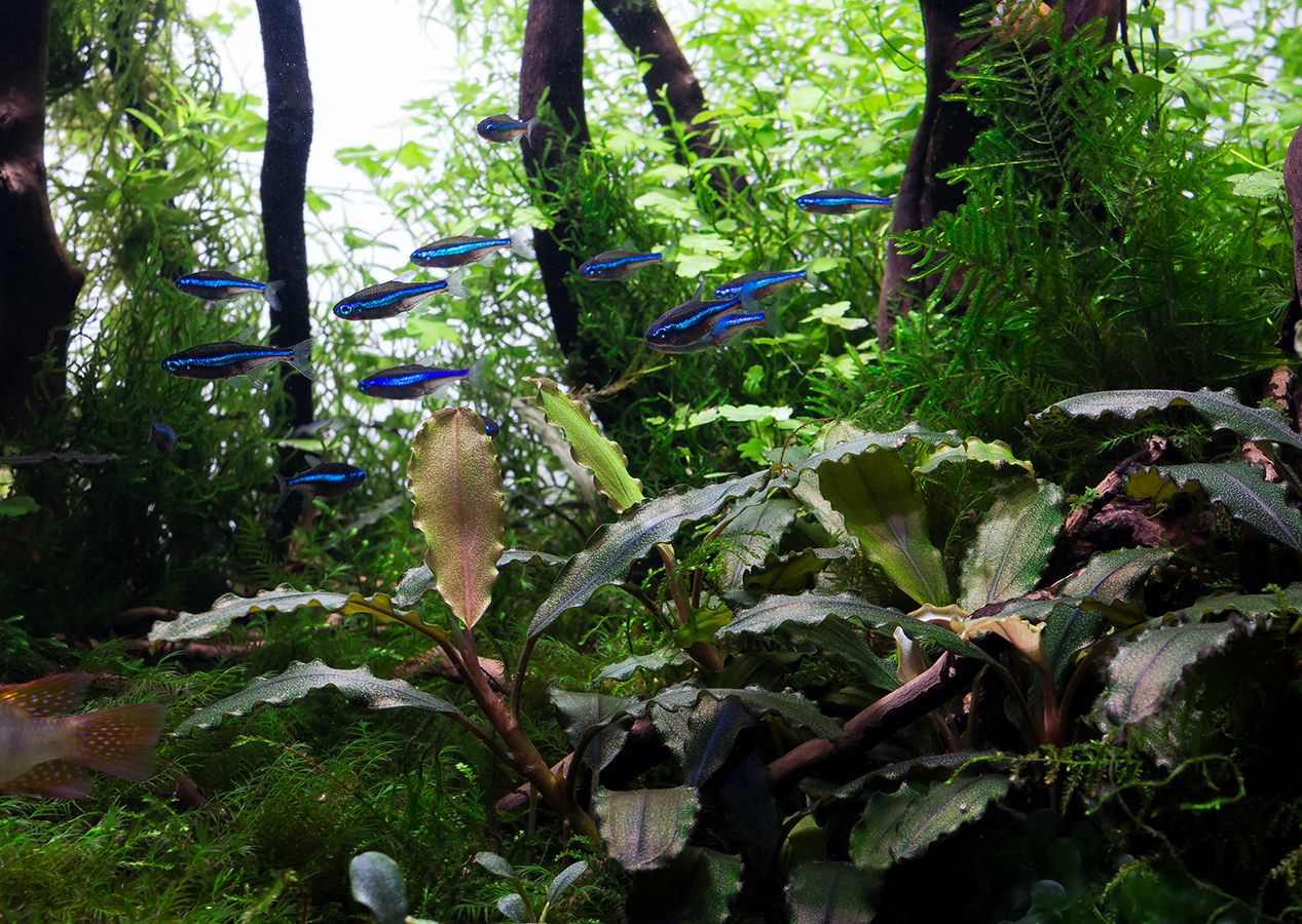 Forest Aquascape Flying Birds | Scrolller