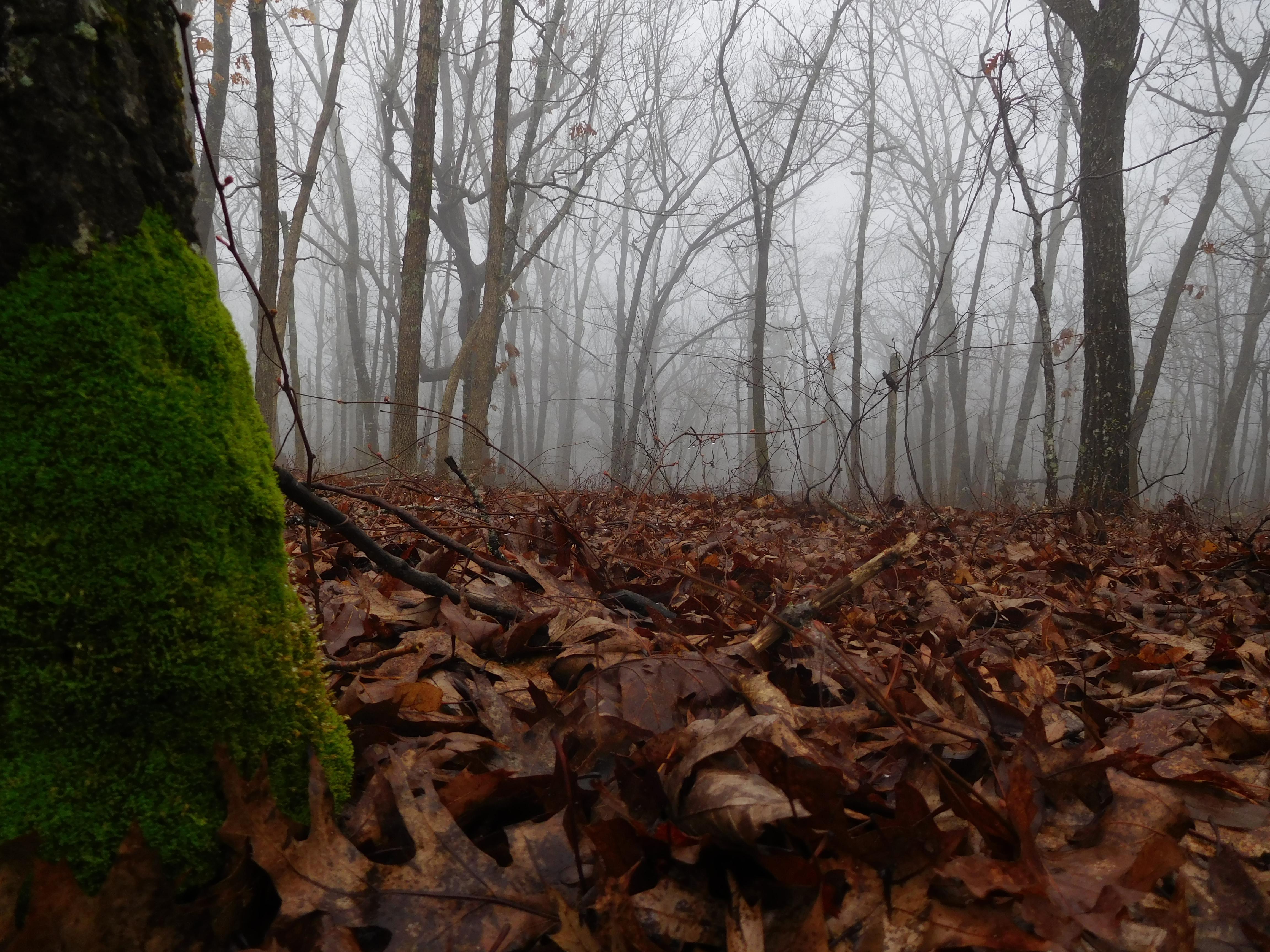 Forest Fog | Scrolller