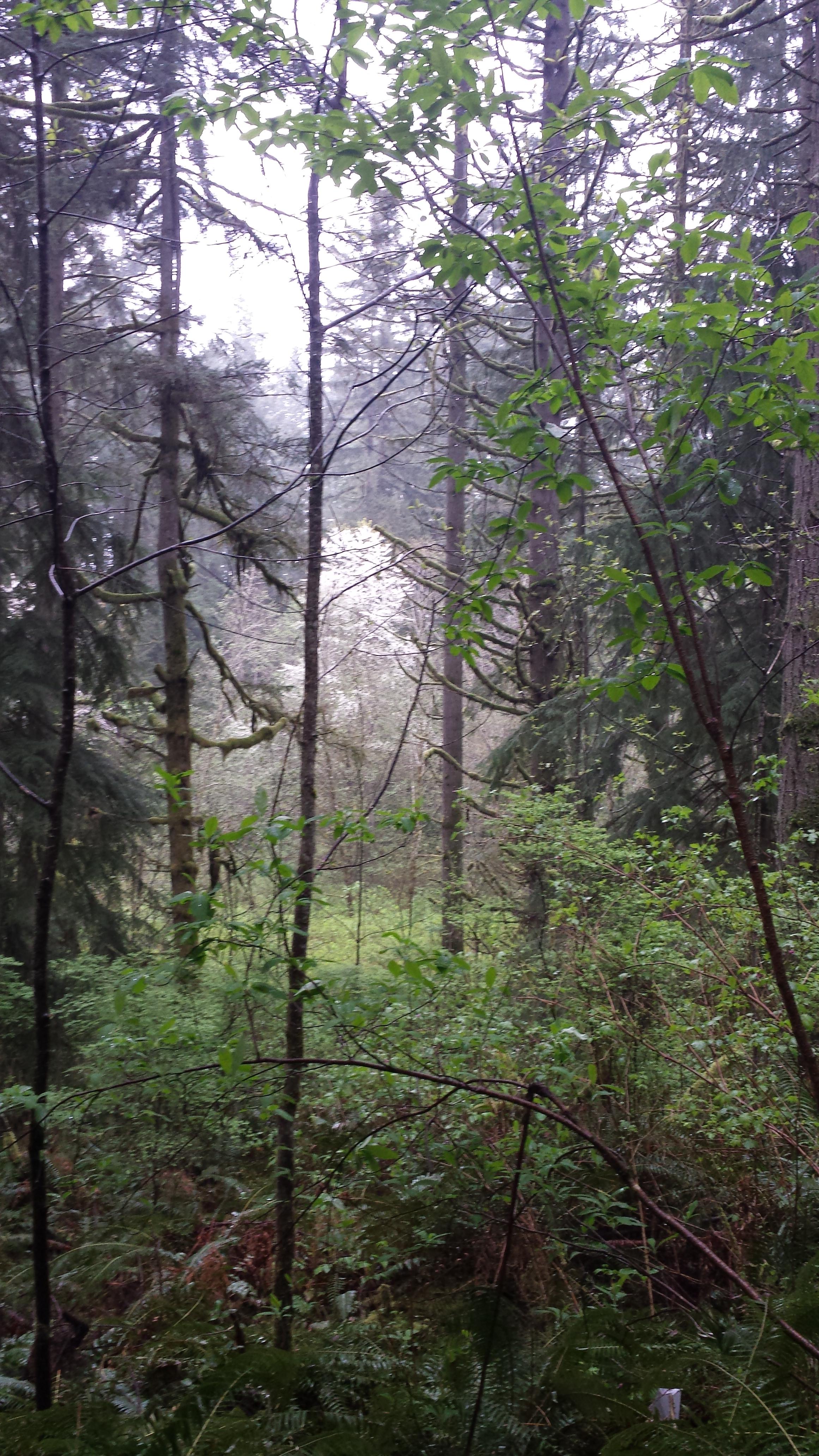 Forest in Woodinville, WA [2322x4128] [oc] | Scrolller