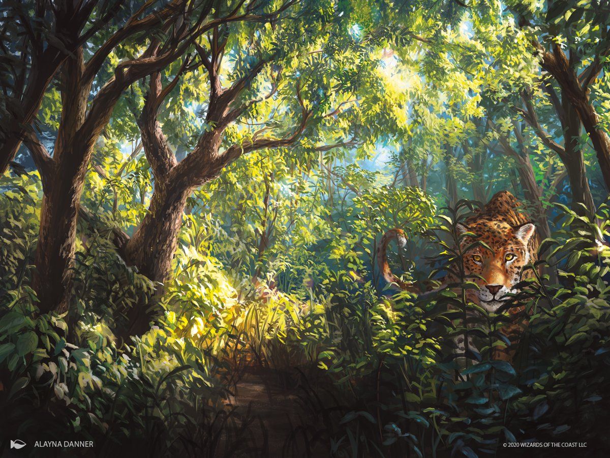 Forest - Jumpstart by Alayna Danner | Scrolller