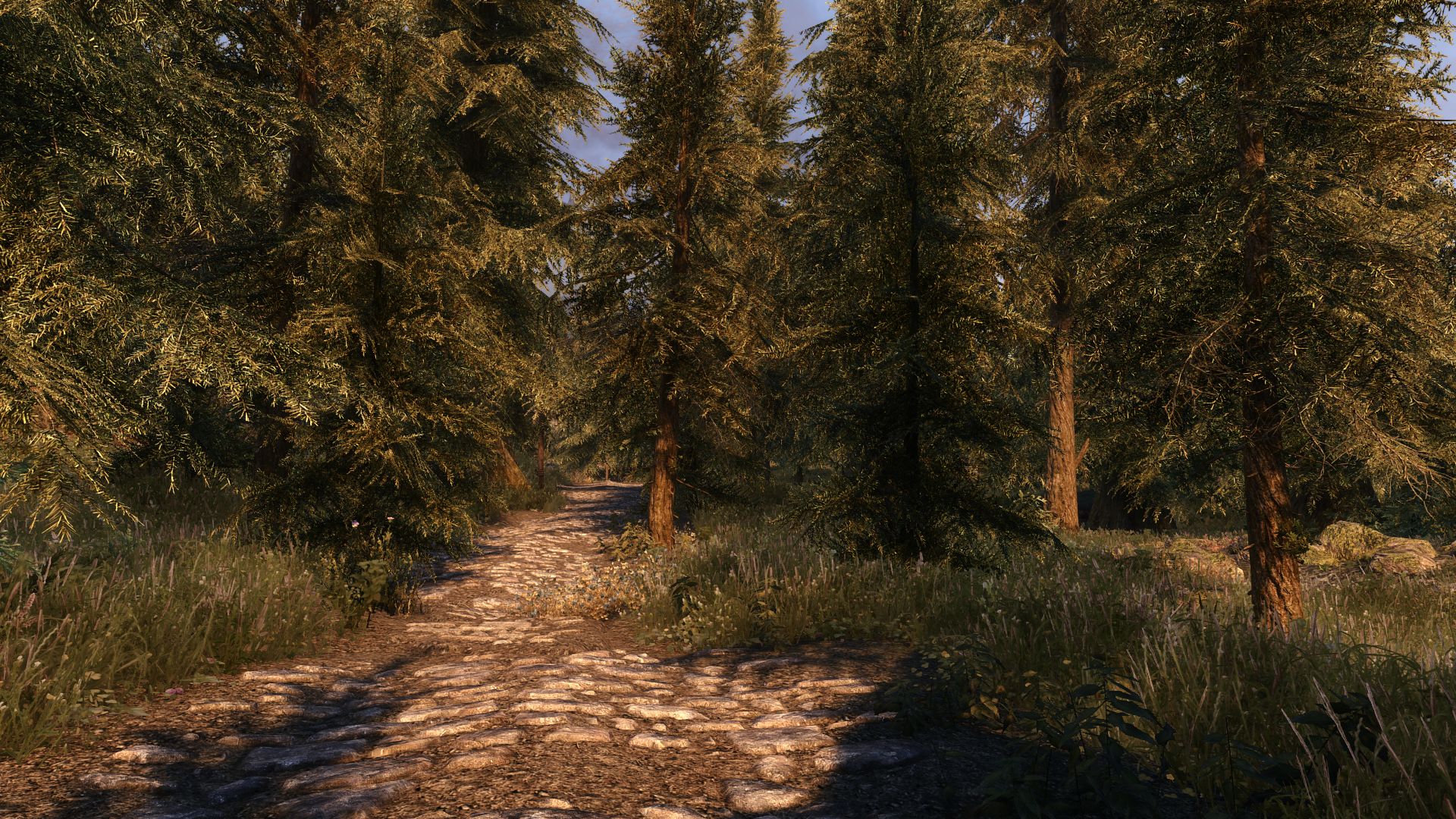 Forest road | Scrolller