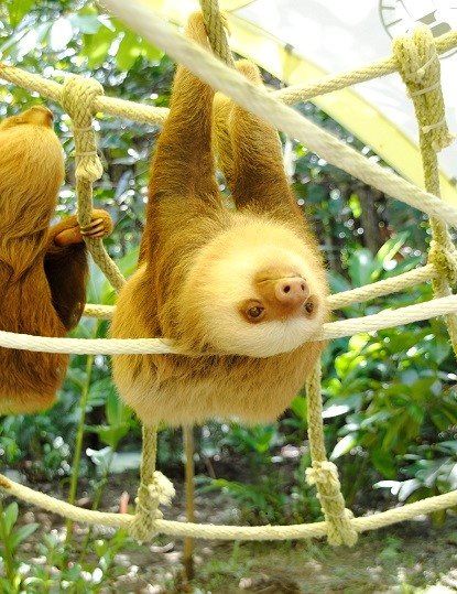 Forget Downward Dog, this is Upside-down Sloth | Scrolller