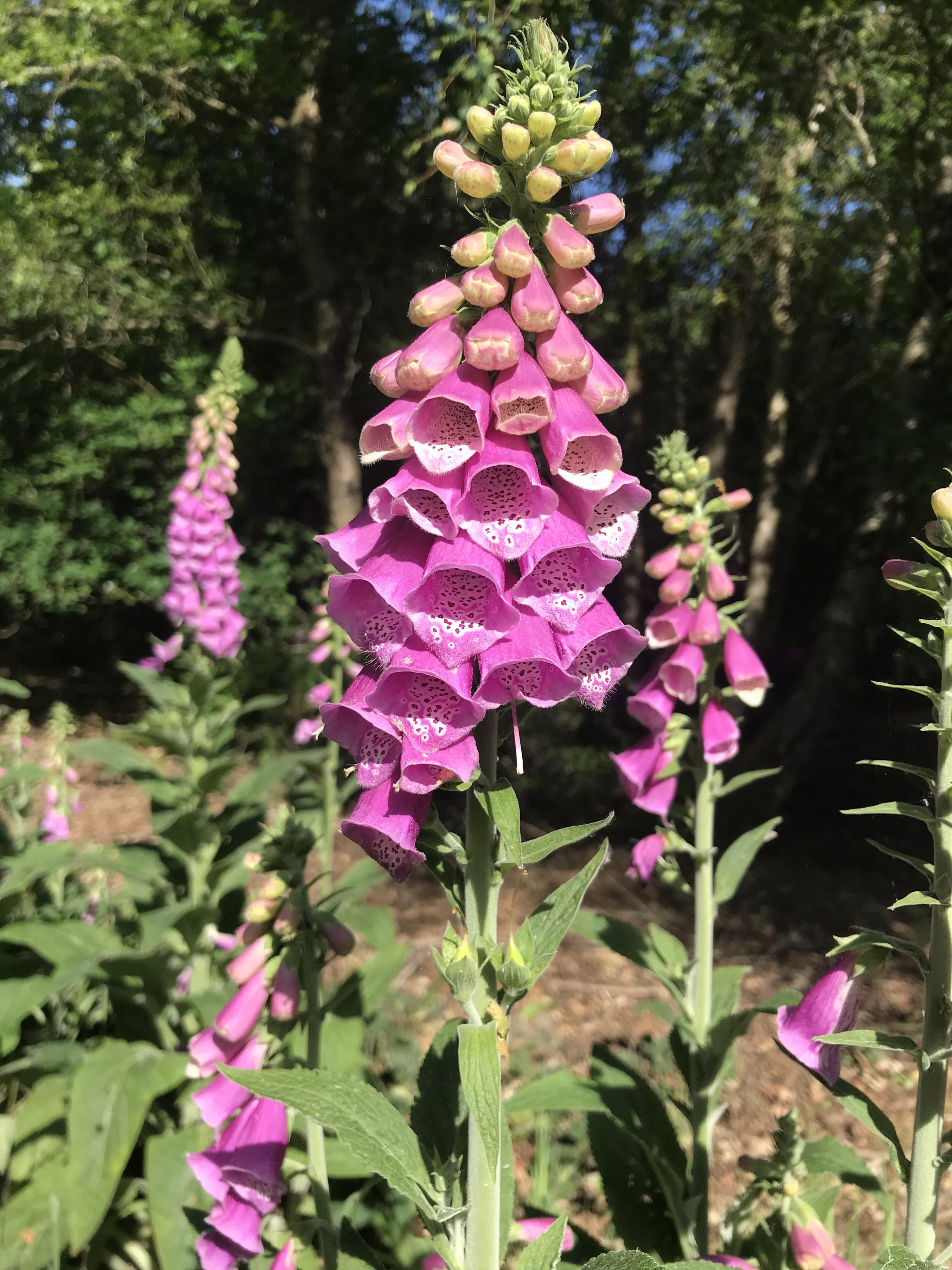 Foxglove [Digitalis] the perennial favourite - or maybe the annual favourite or even the ...